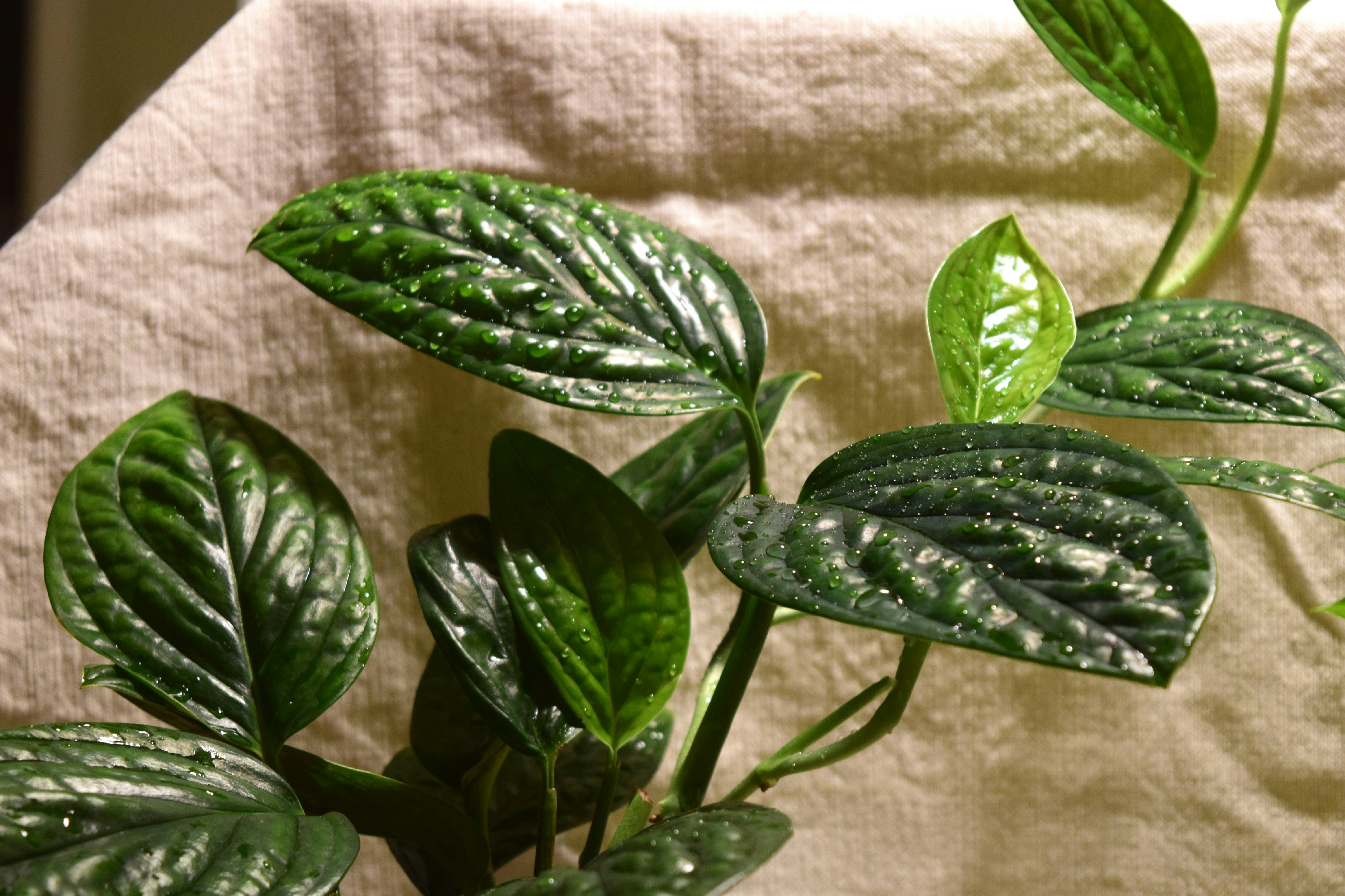 Glossy Green Leaves in Soft Studio Texture