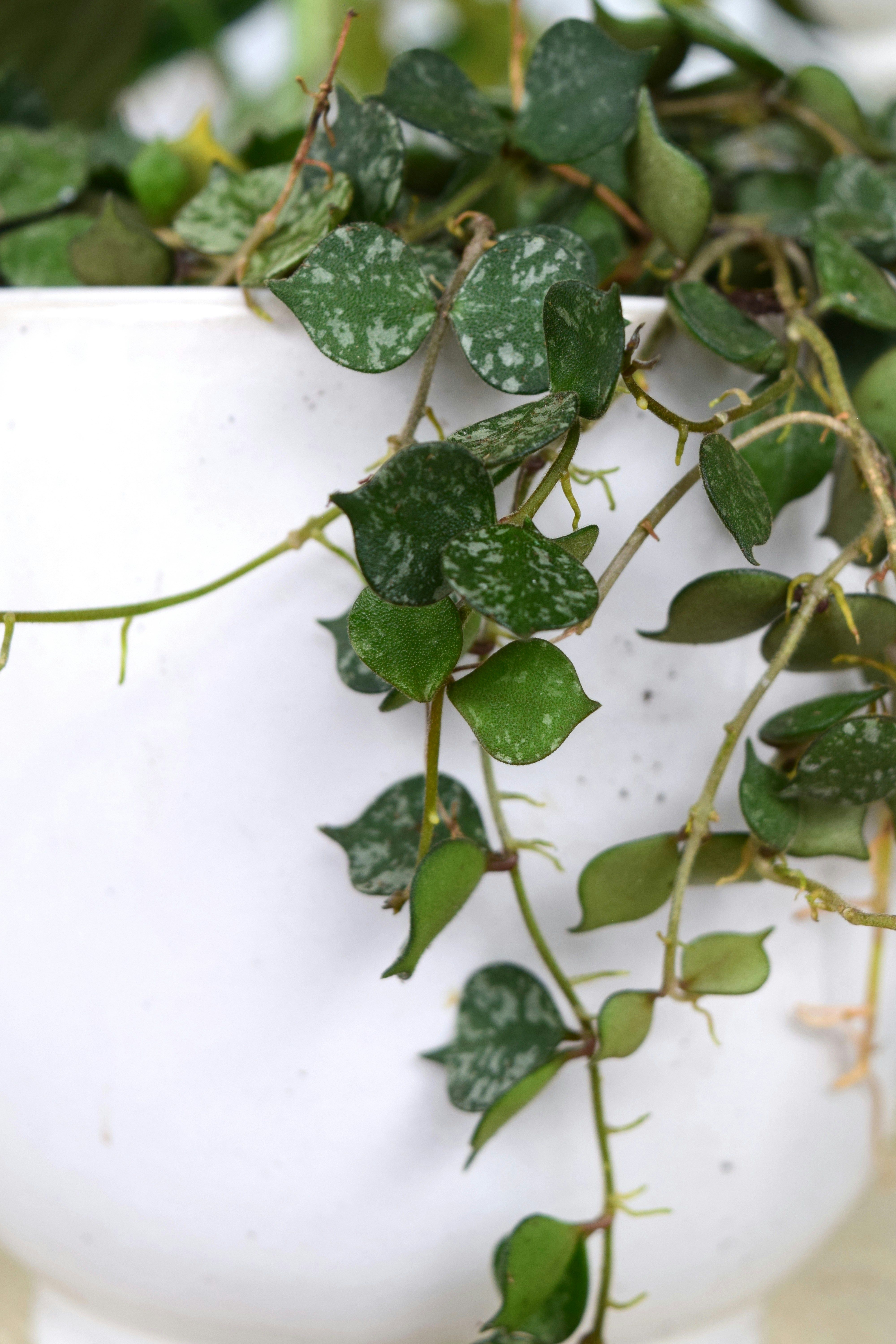 Trailing variegated ivy spills over a white ceramic planter