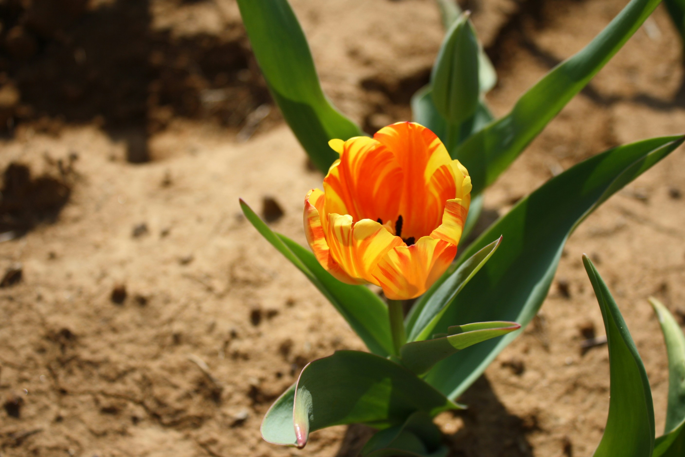 Orange Tulip in Sunlit Soil