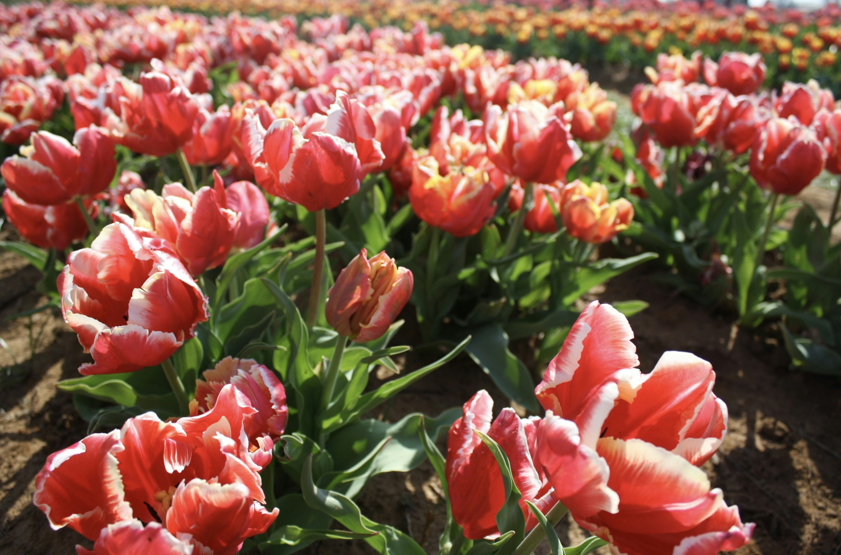 Red Tulip Sea: a sunlit field of pink-edged blossoms