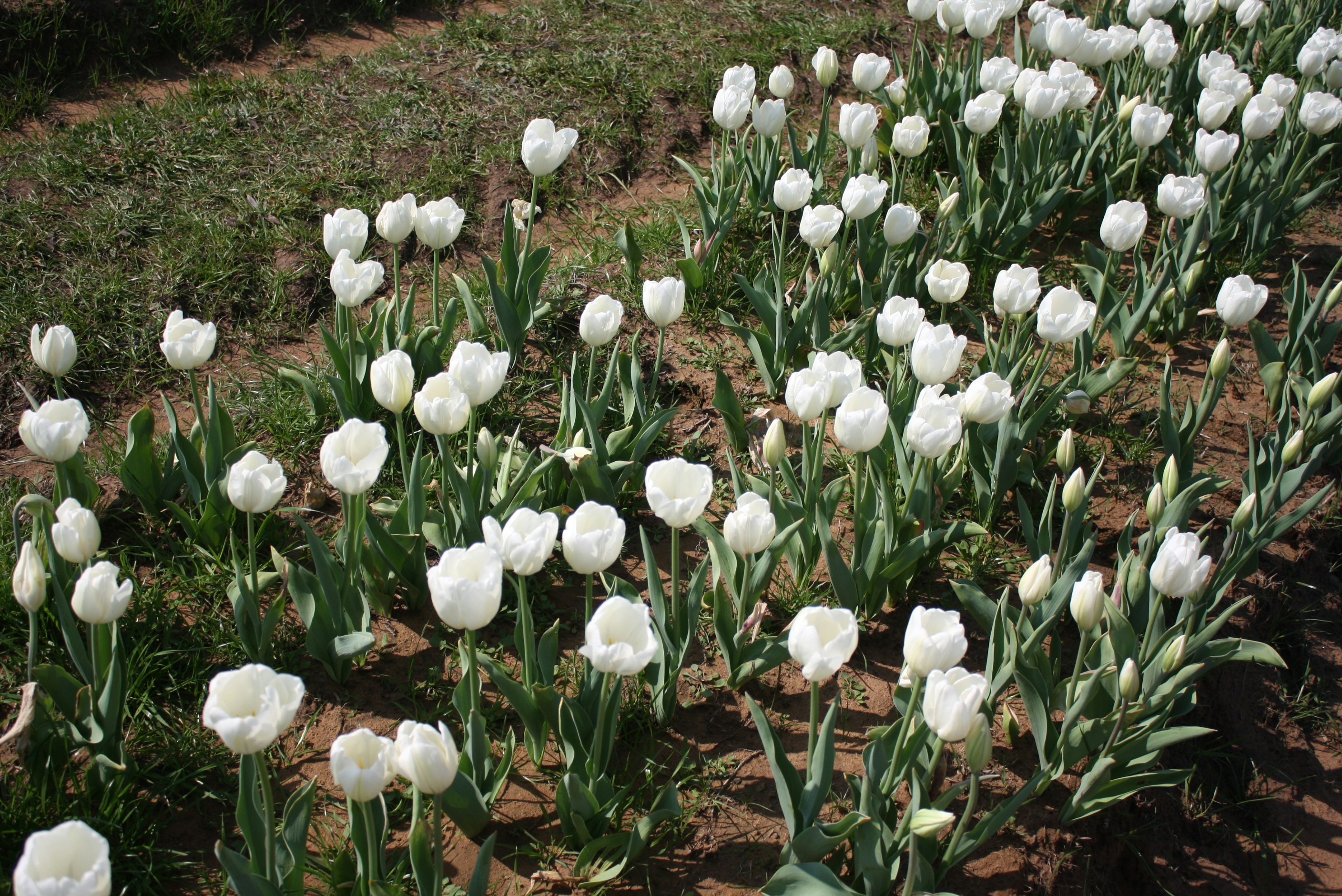 Row of White Tulips in a Sunlit Bed