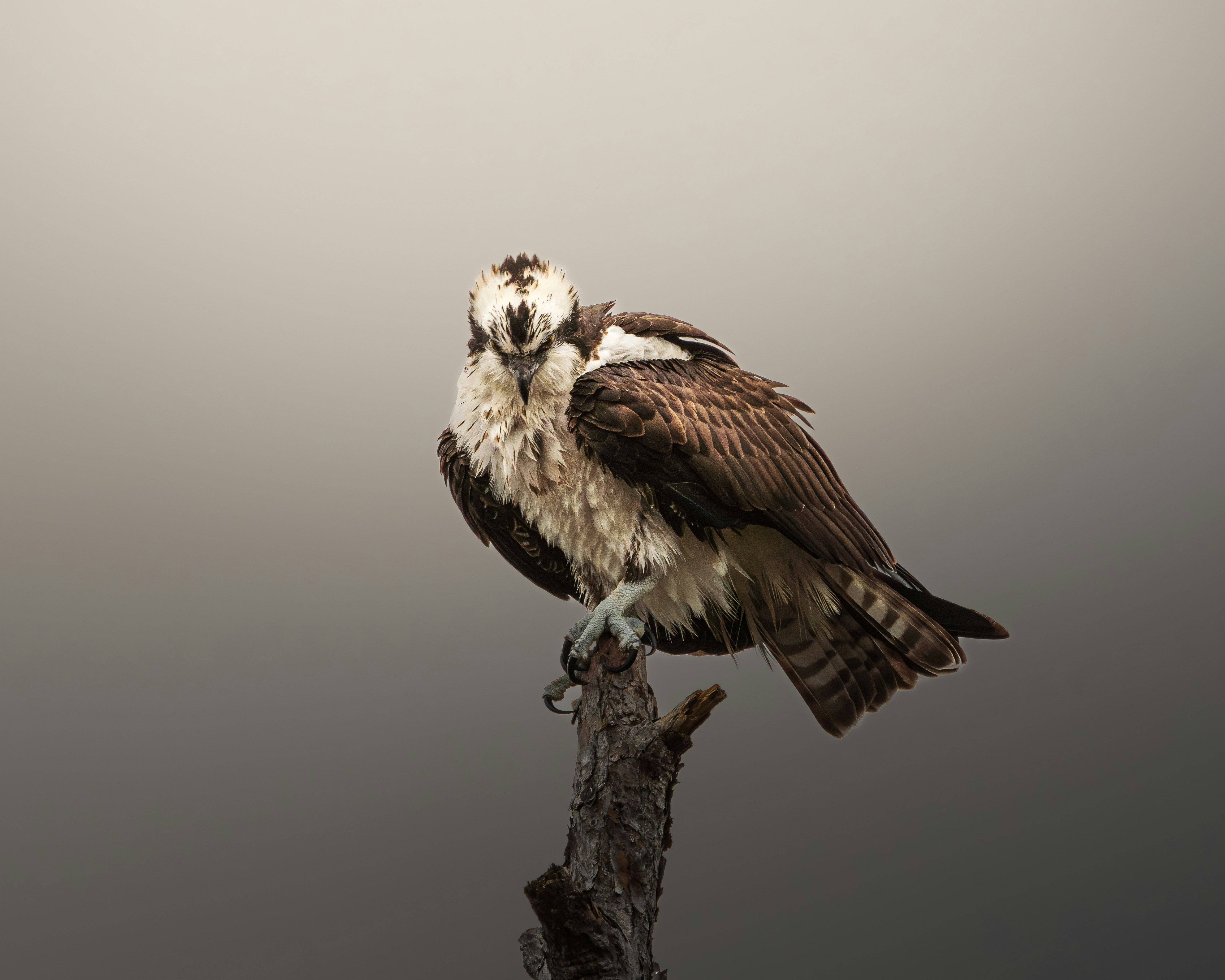 Perched Predator in Soft Backdrop