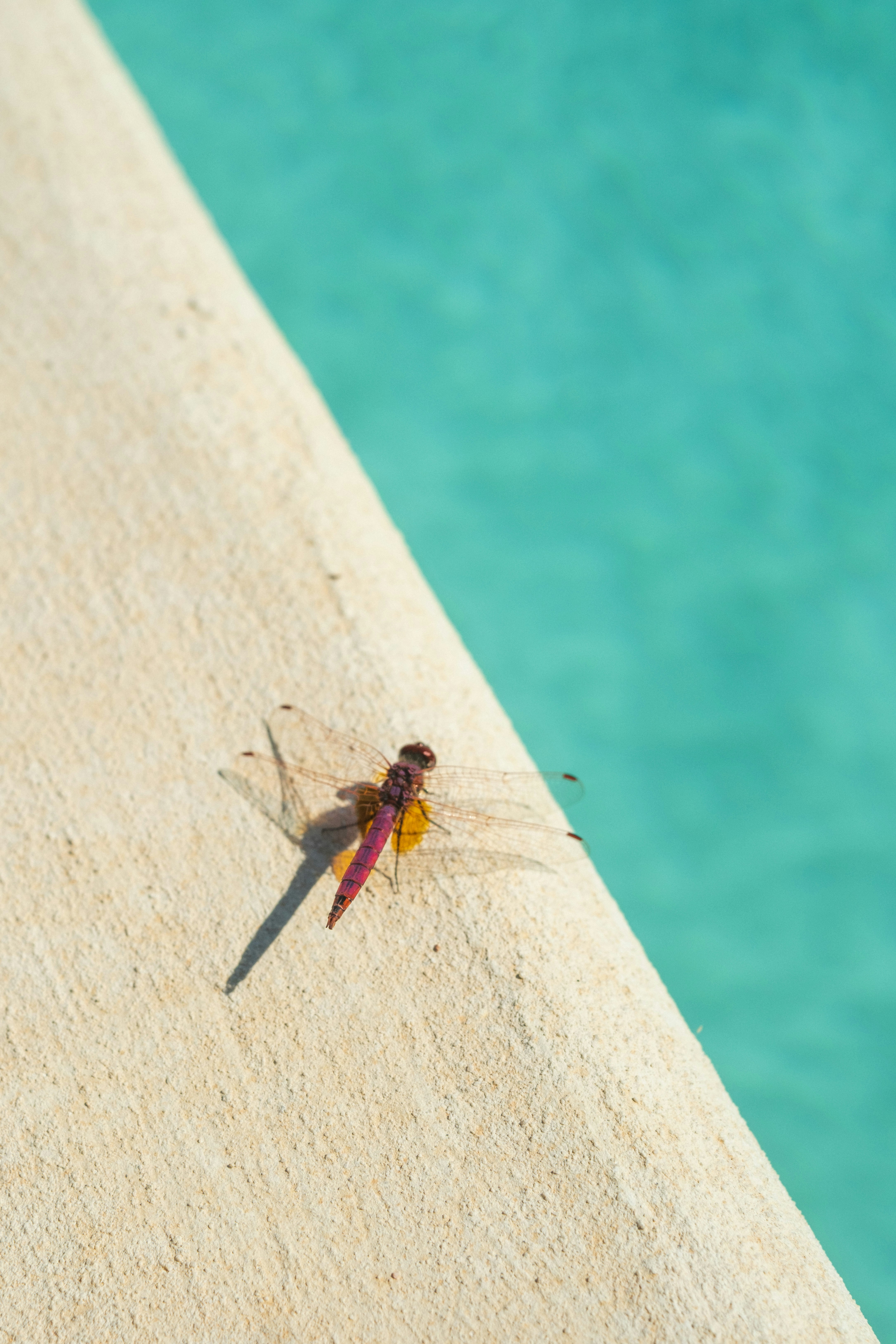 Red Dragonfly at the Edge: A Quiet Moment Above Turquoise Water