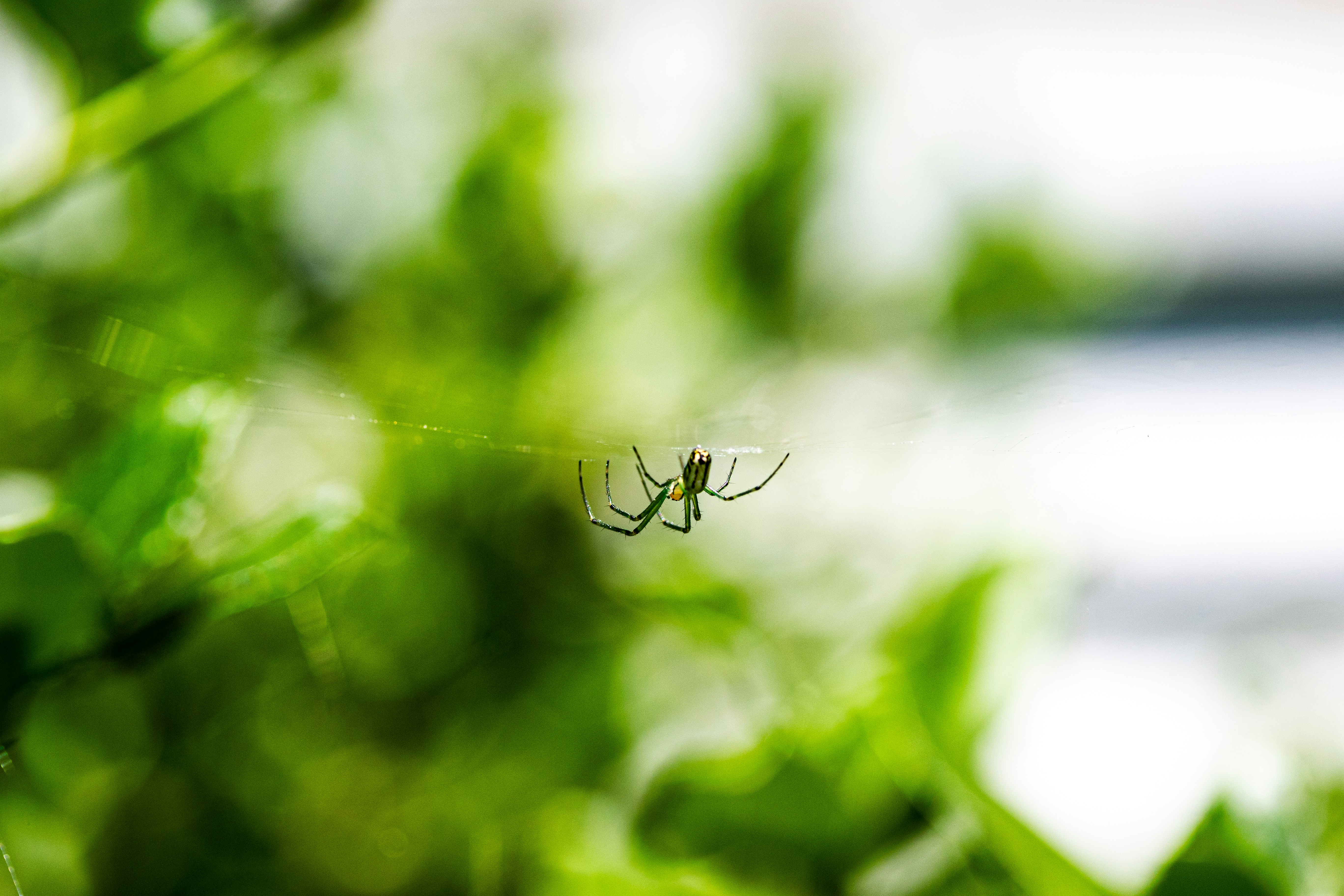 Suspended Architect: A Spider Framed by Soft Green Bokeh