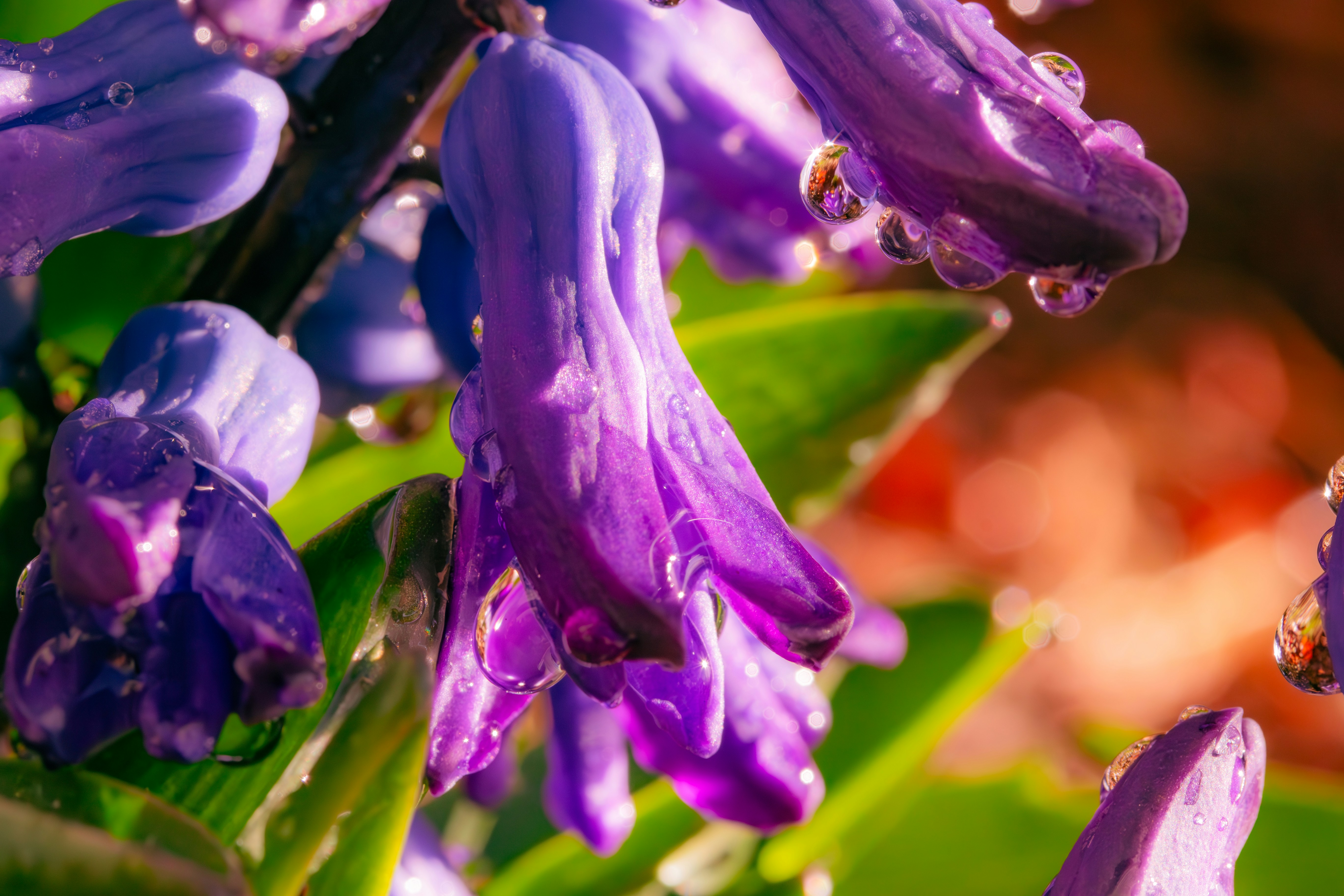 Purple Bellflowers in Dew-kissed Morning Light