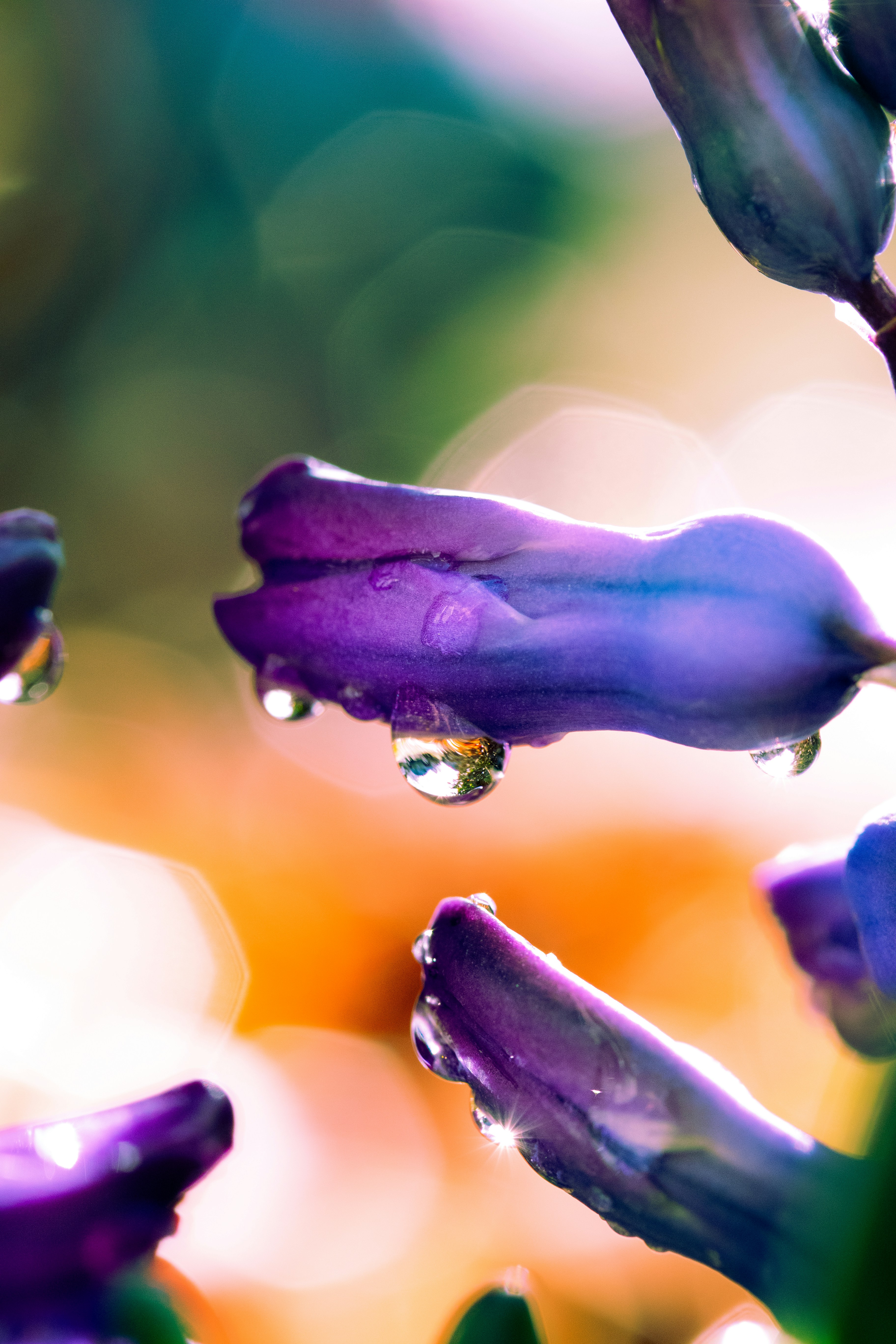Purple petal macro: a dew drop cradle on a twilight bloom