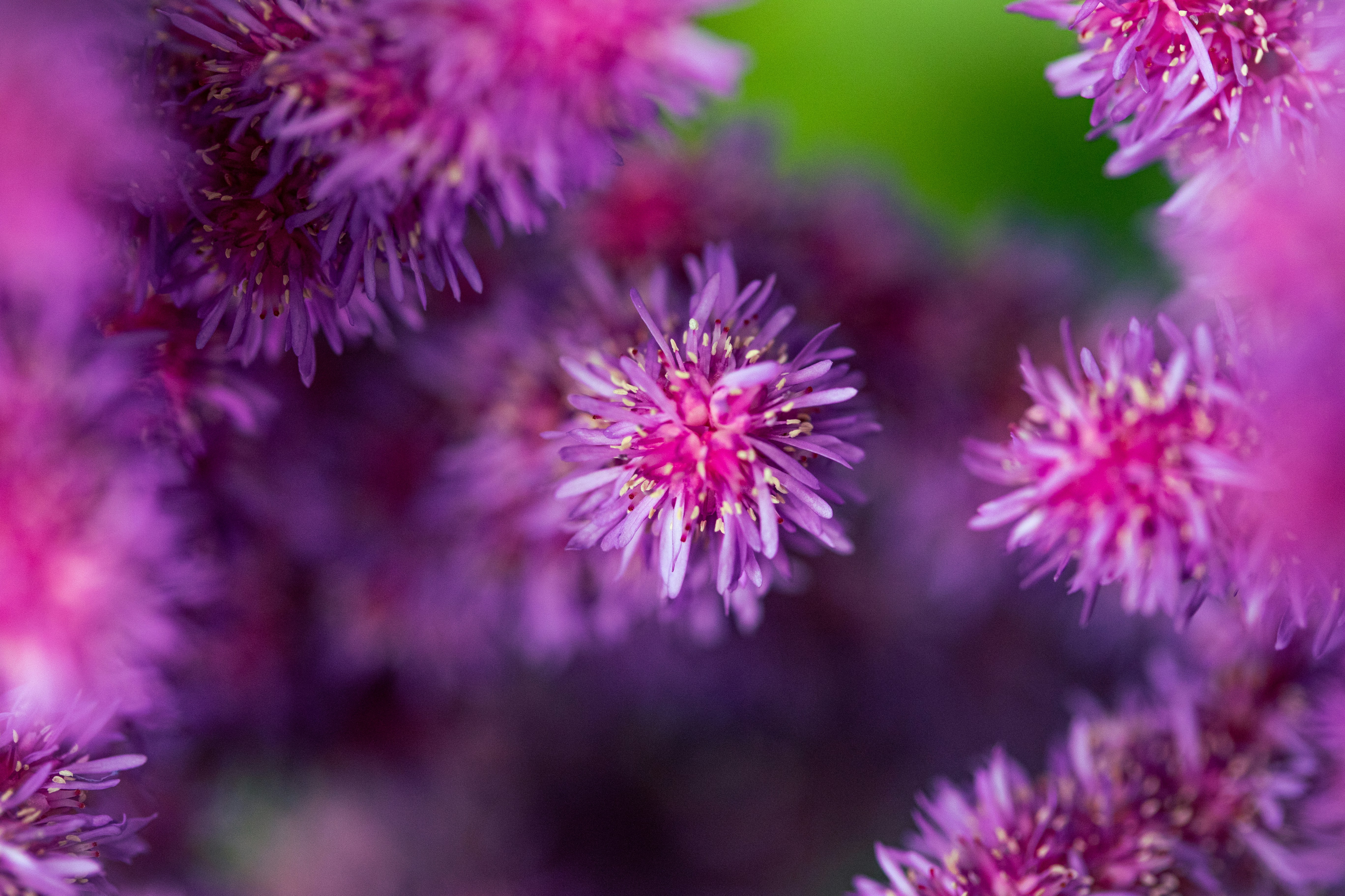 Petals in Focus: Burst of Purple Texture and Light