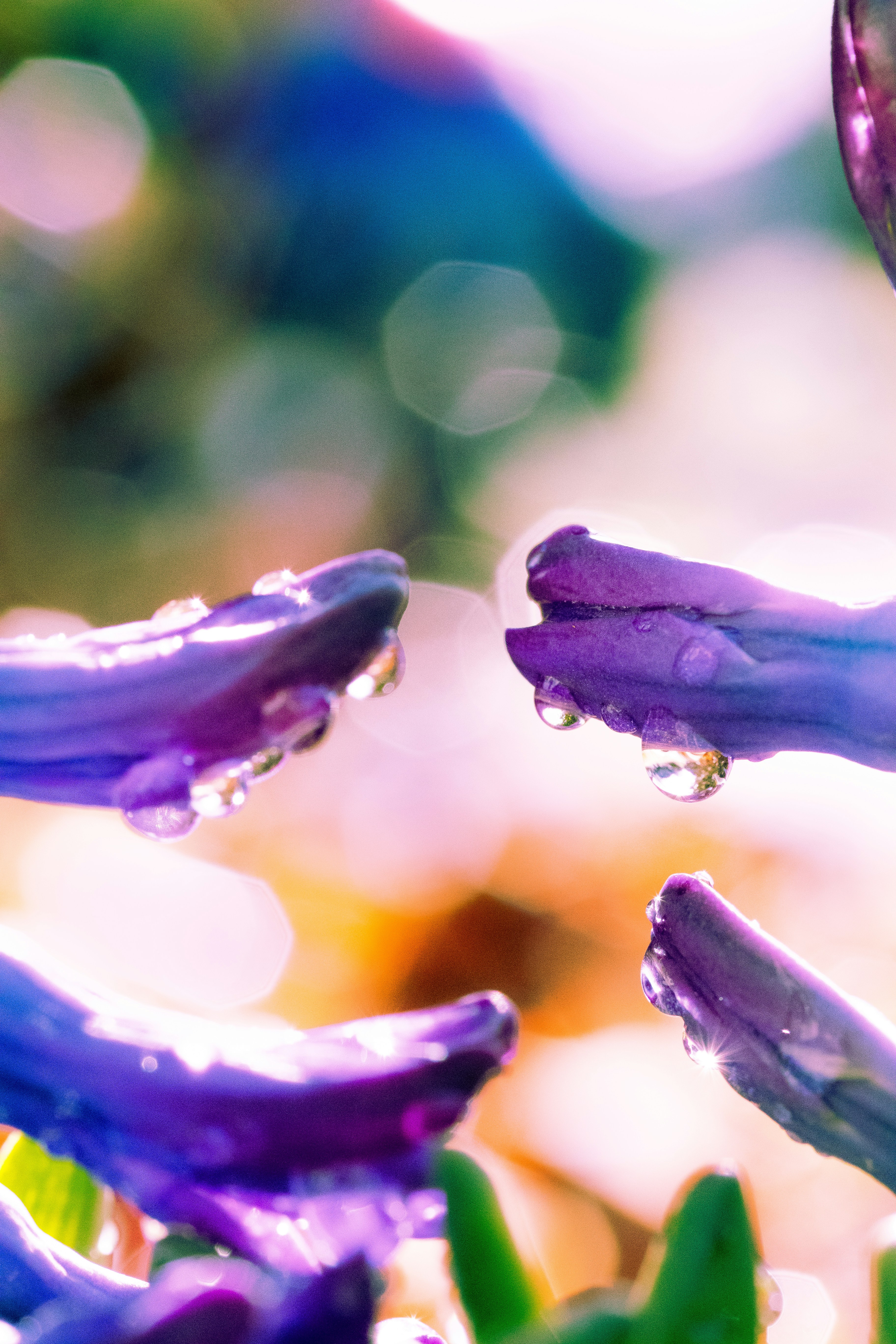 Close-Up Dewdrop Ballet on Violet Petals