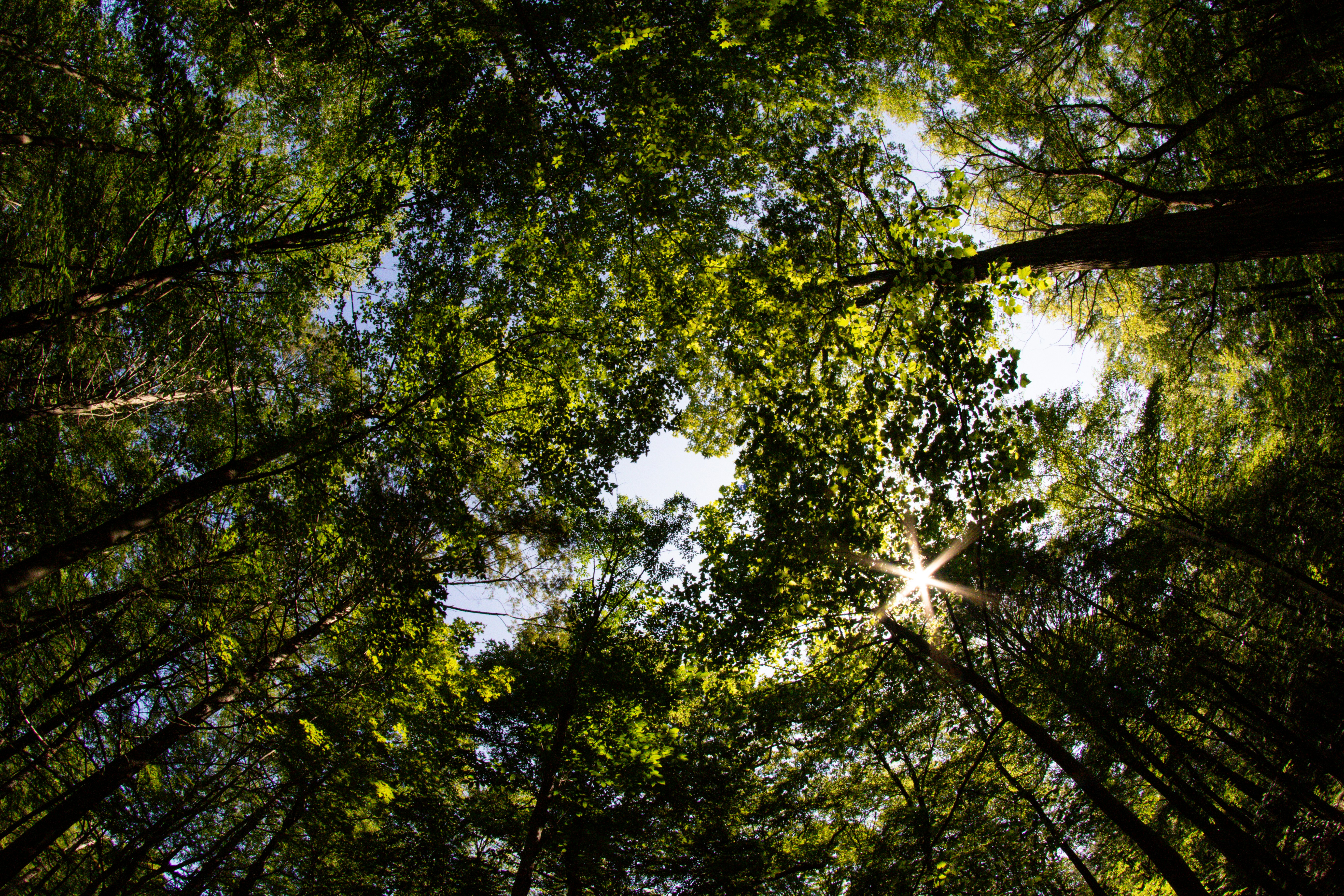 Sunlit canopy spiral: a cathedral of green