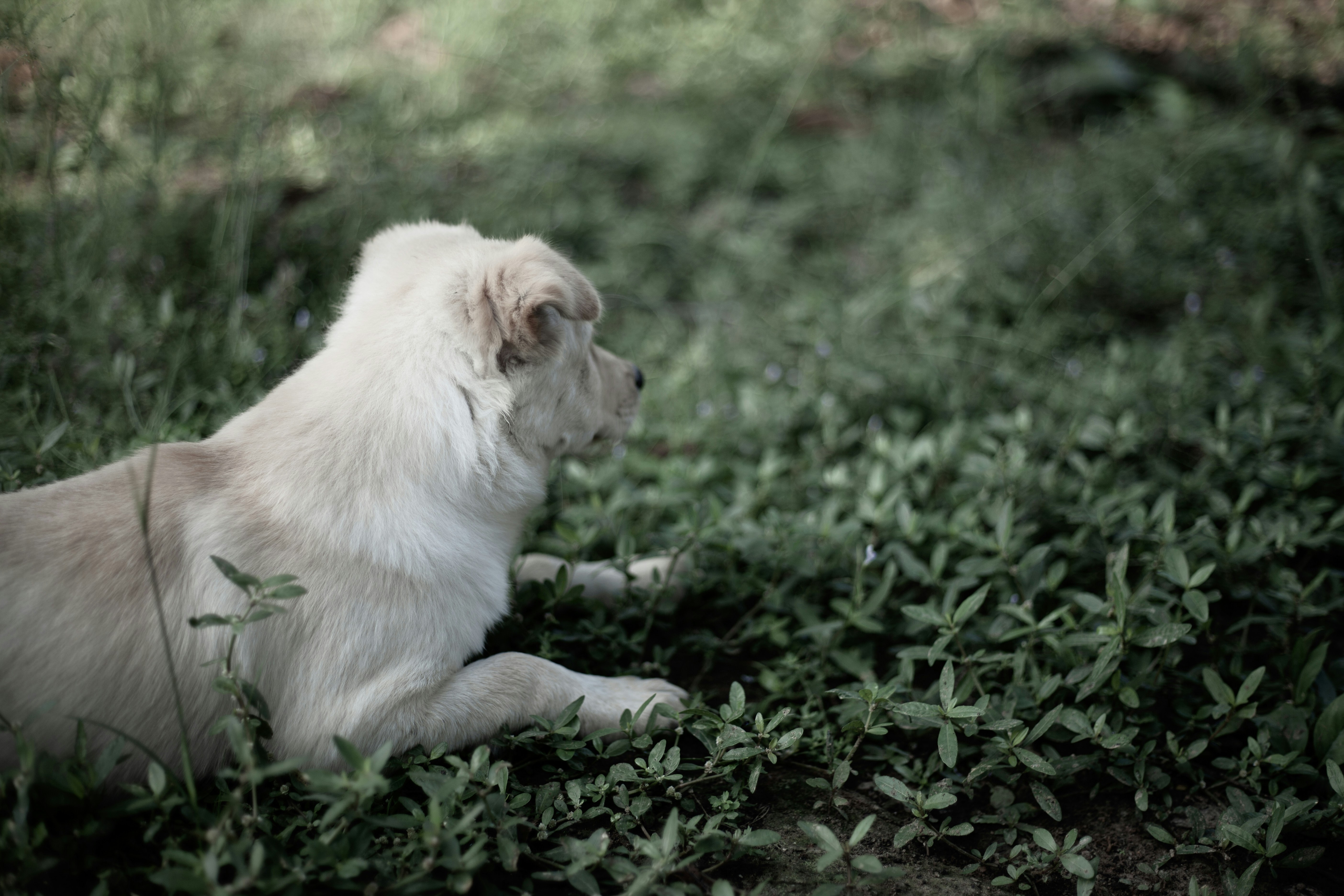 Quiet Watcher in the Green Carpet