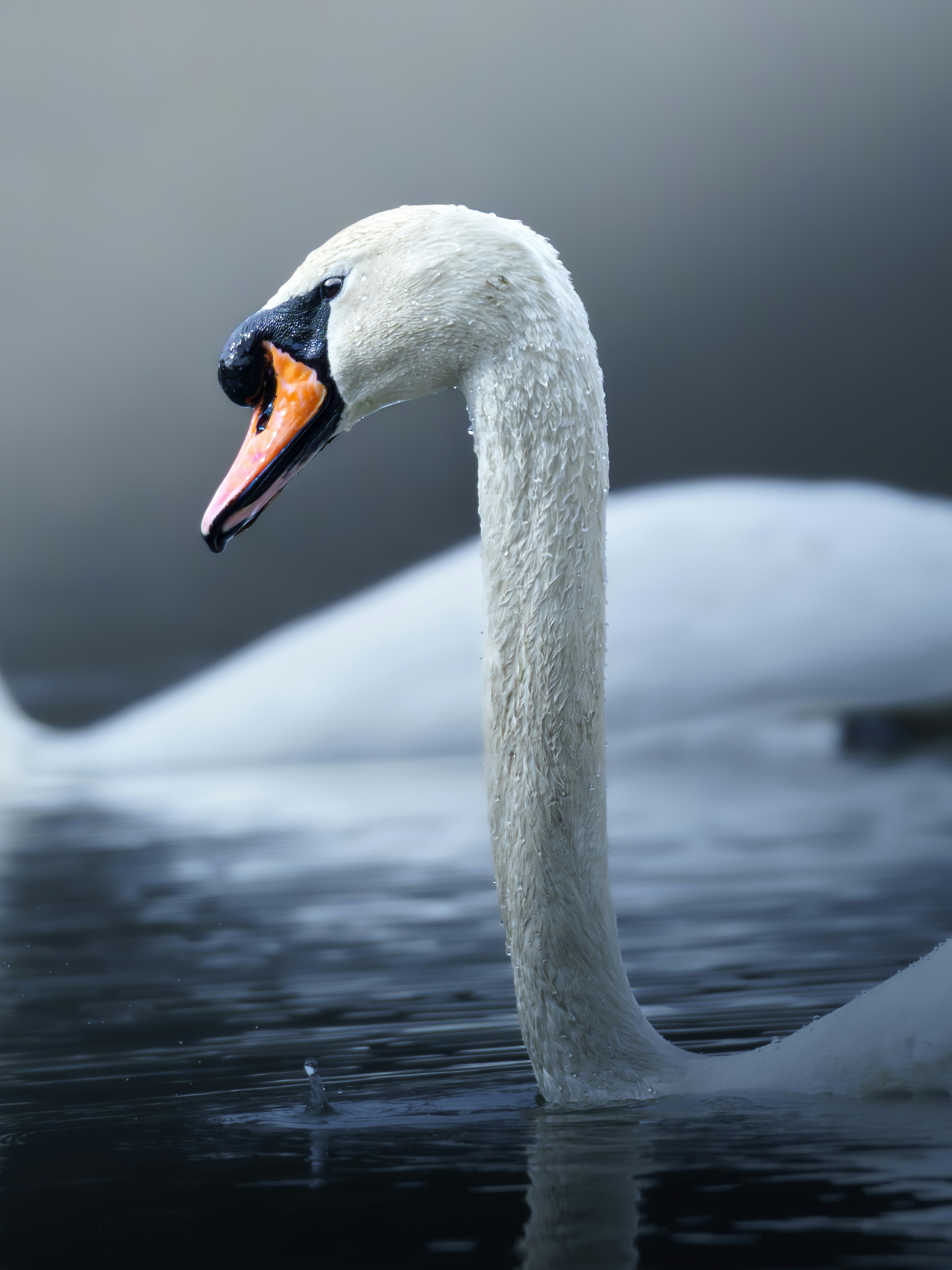 Curved Neck Portrait: A Swan’s Quiet Gaze on Glassy Waters