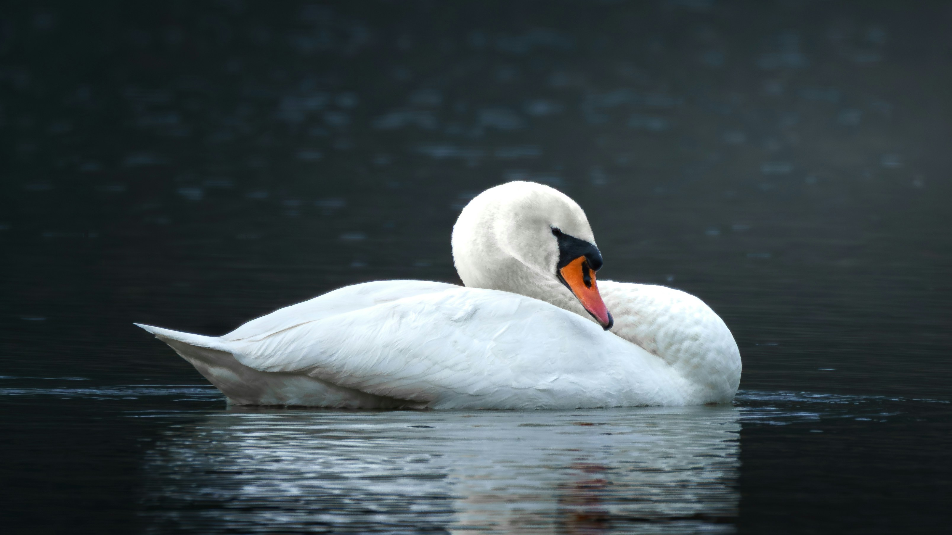 Arctic Grace: a lone swan resting on glassy waters