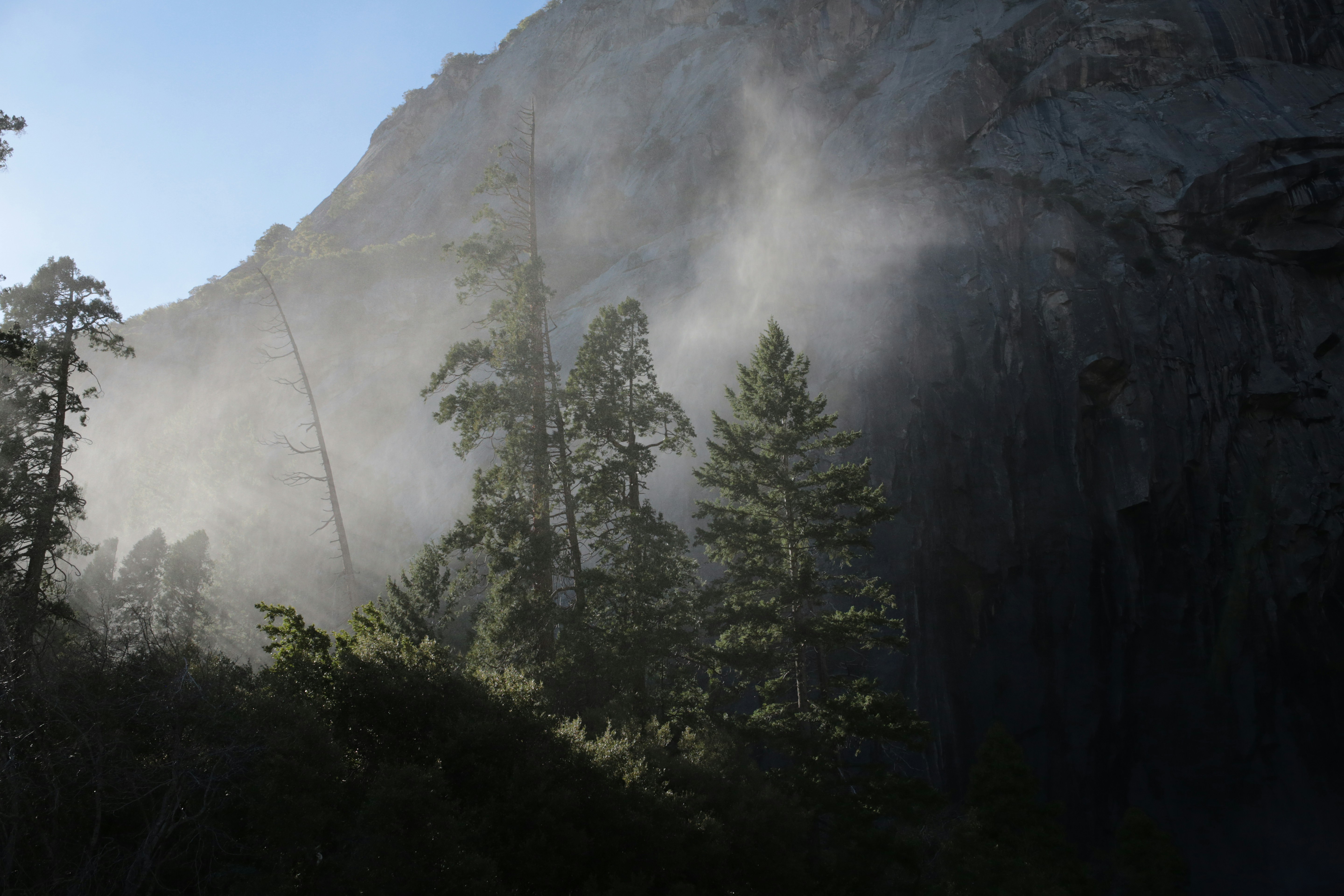 Mist-Clad Pines Beneath a Shuttered Cliff