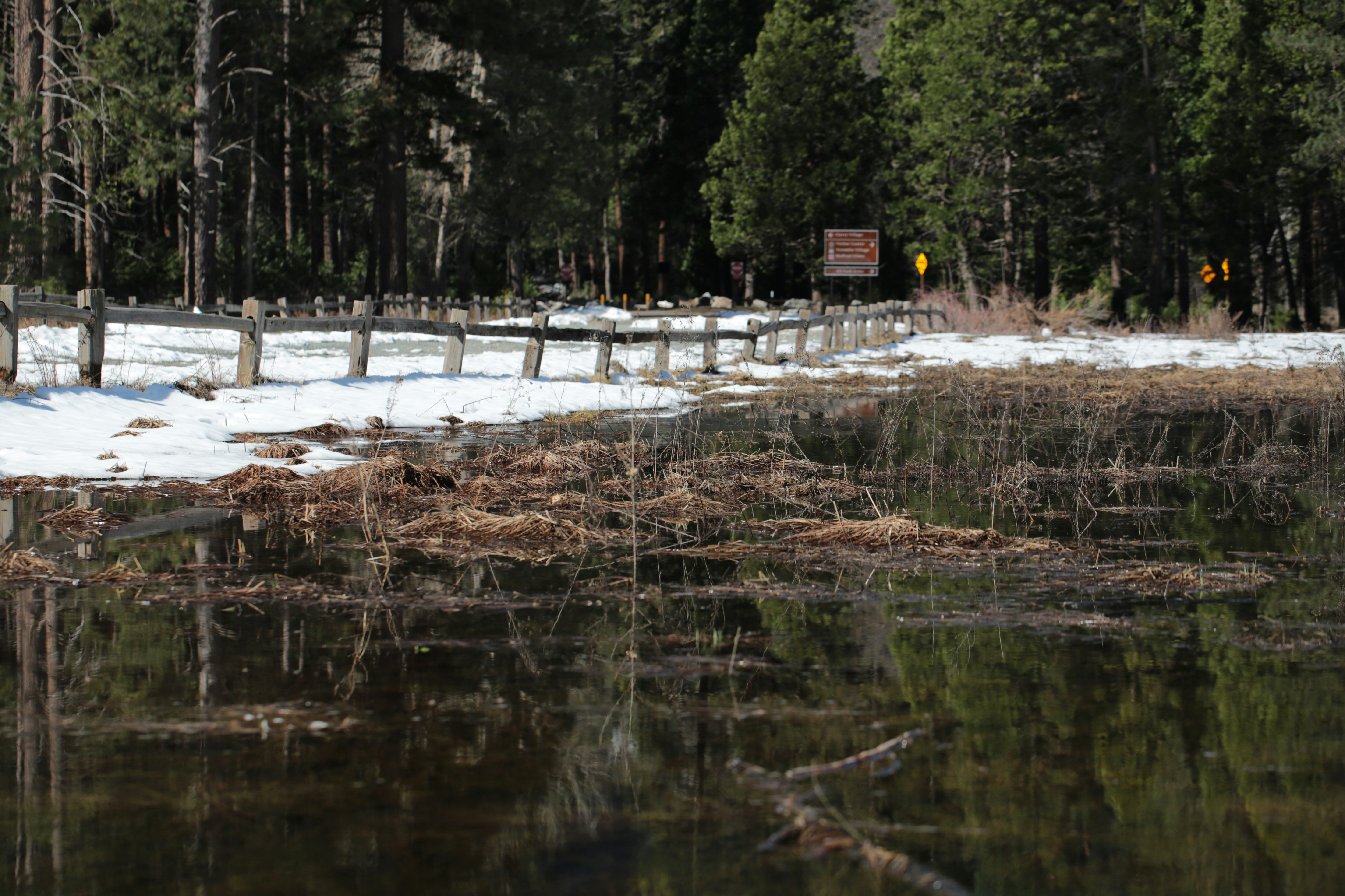 Remnant Snow Border: A Quiet Forest Road Bordered by Pines