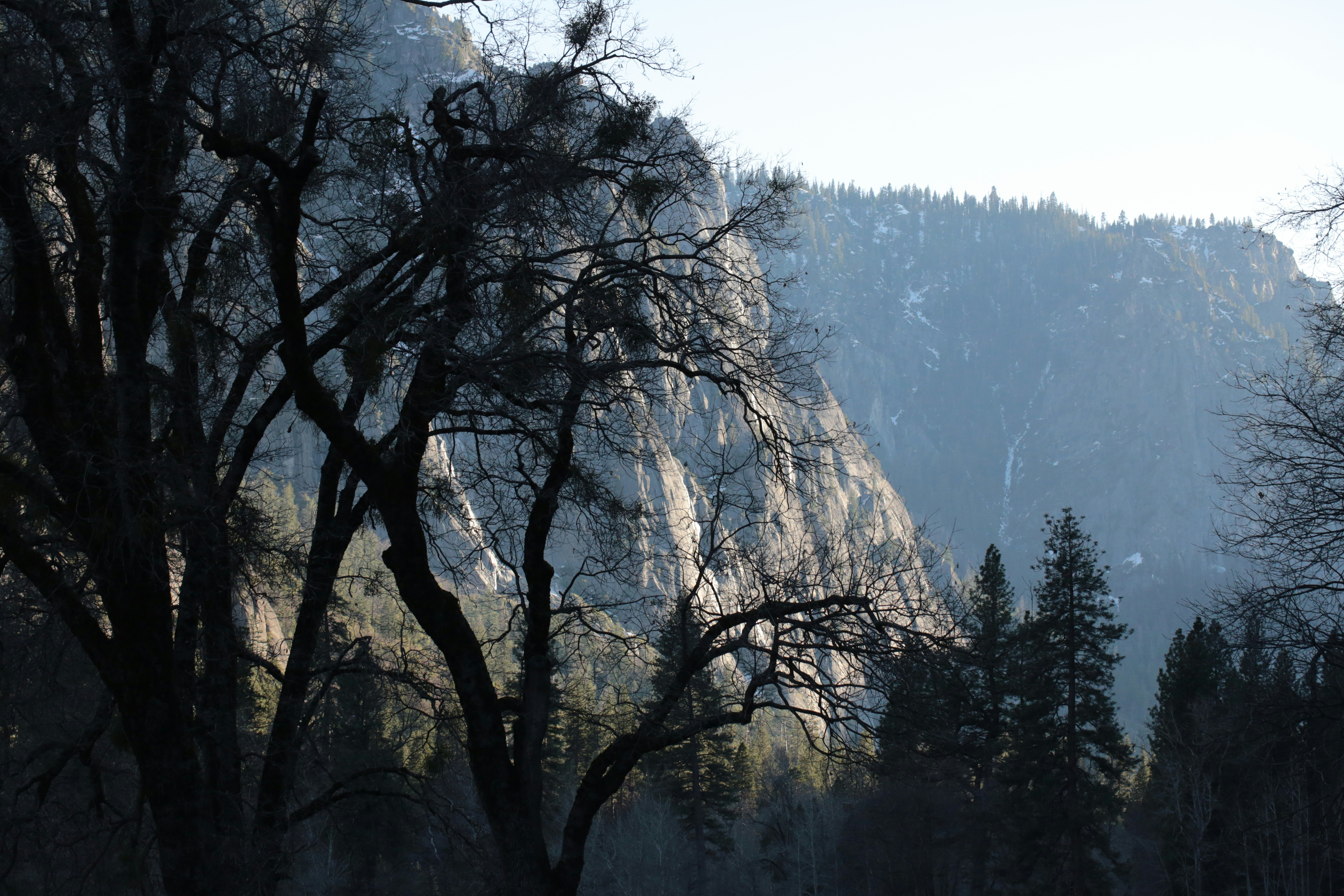 Silhouetted Trees Framing a Sunlit Granite Face