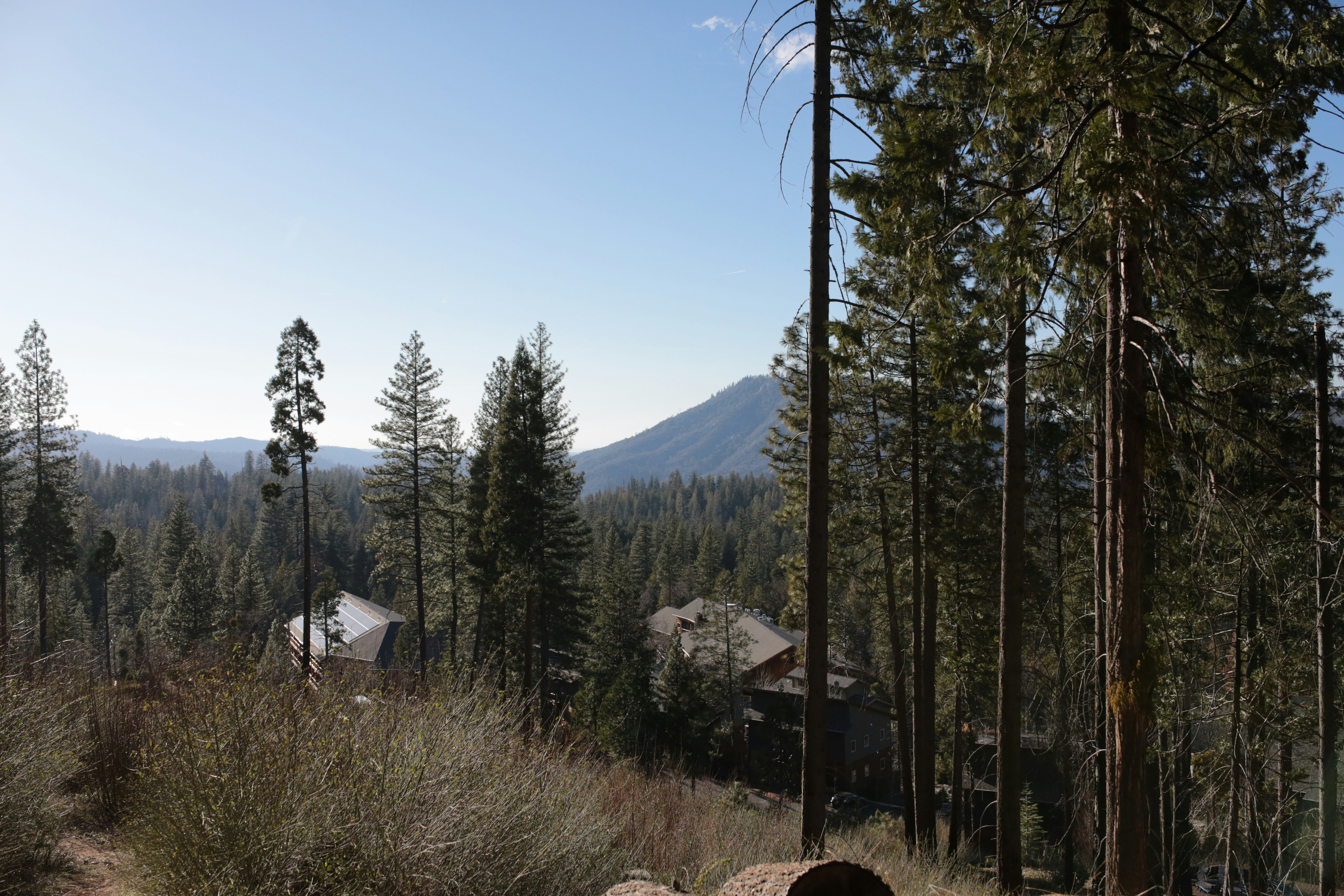 Sunlit Pines and Distant Peak