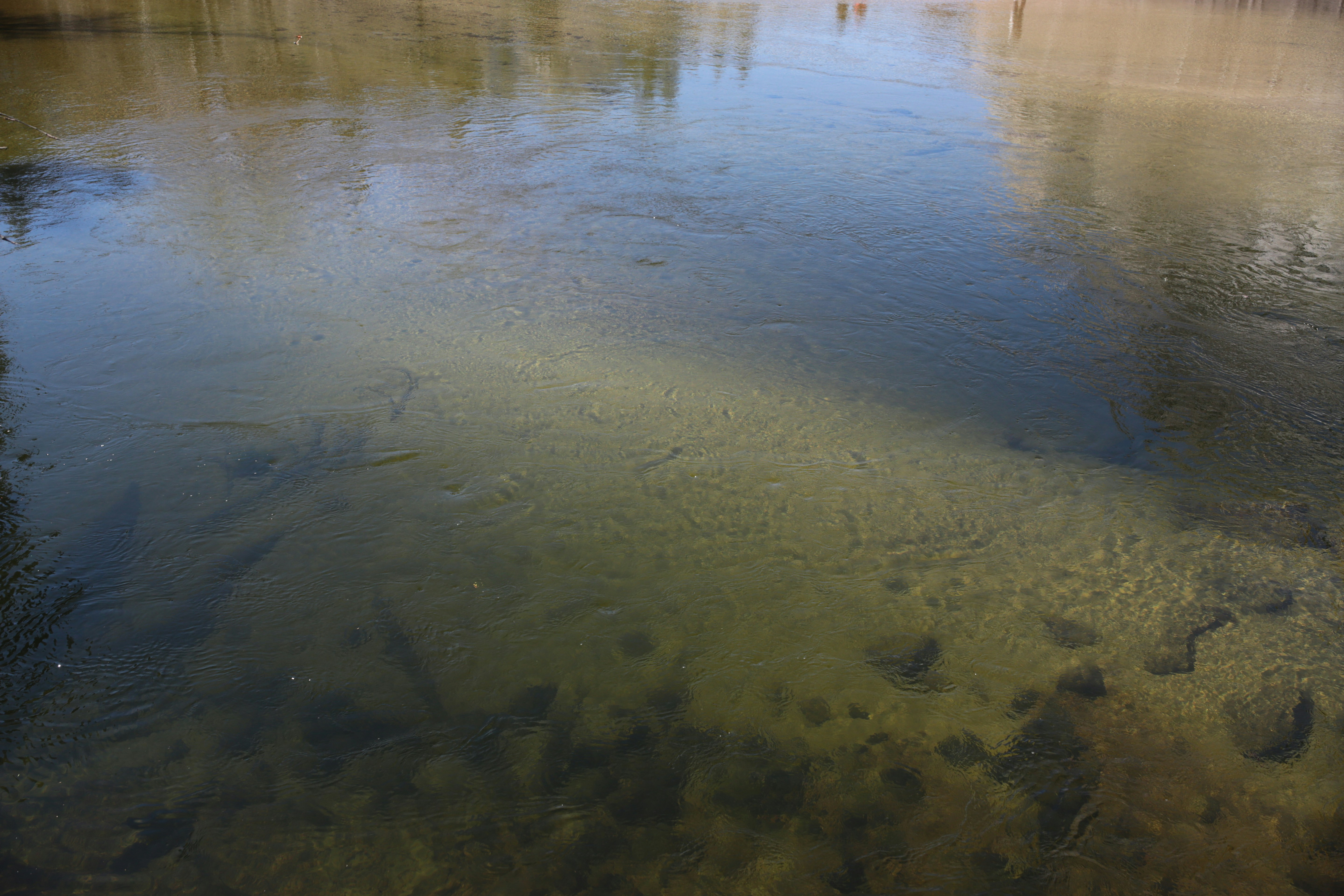 Mud‑green Riverbed Reveals Quiet Currents Under Low Sun