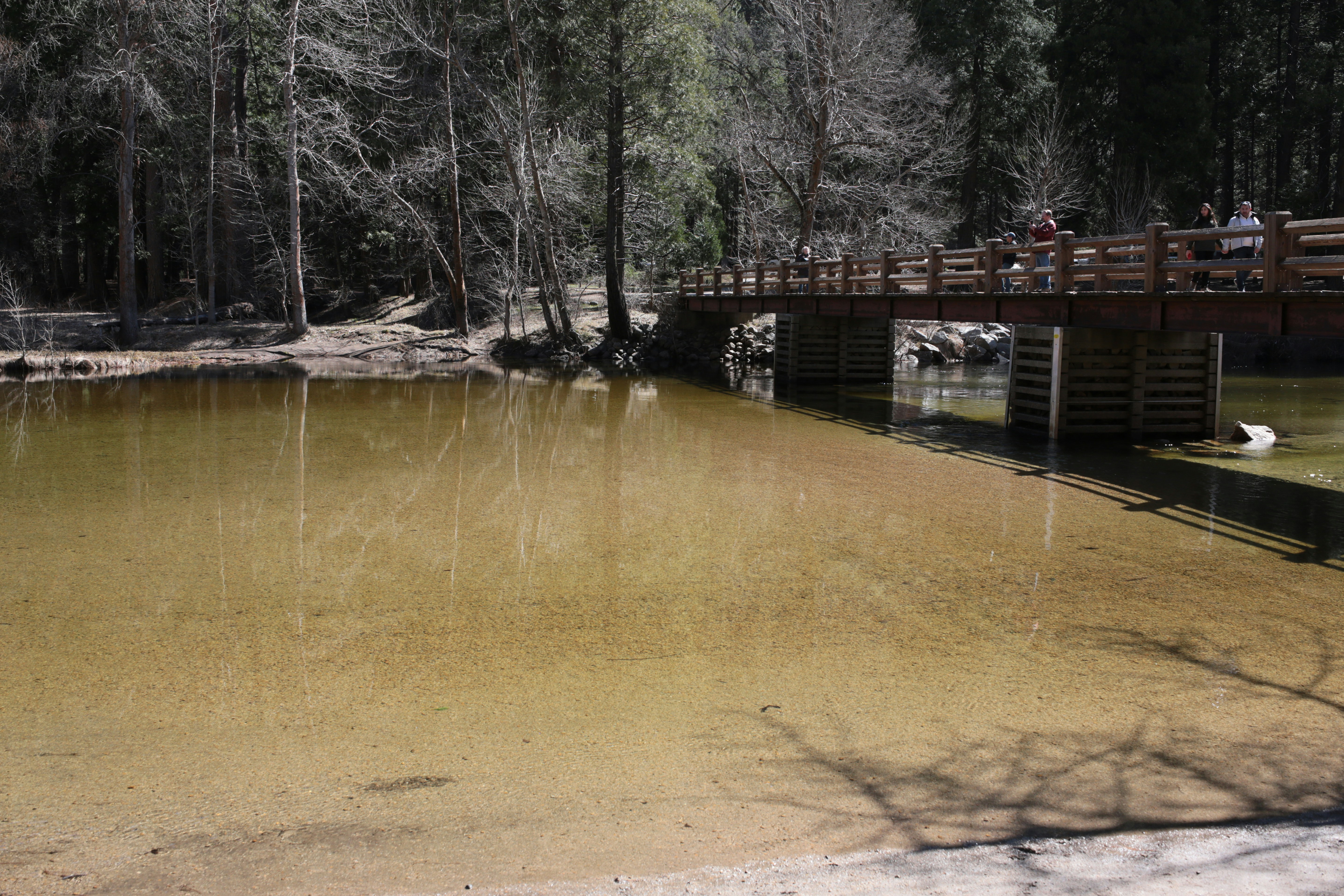 Bridge over a tranquil forest pond