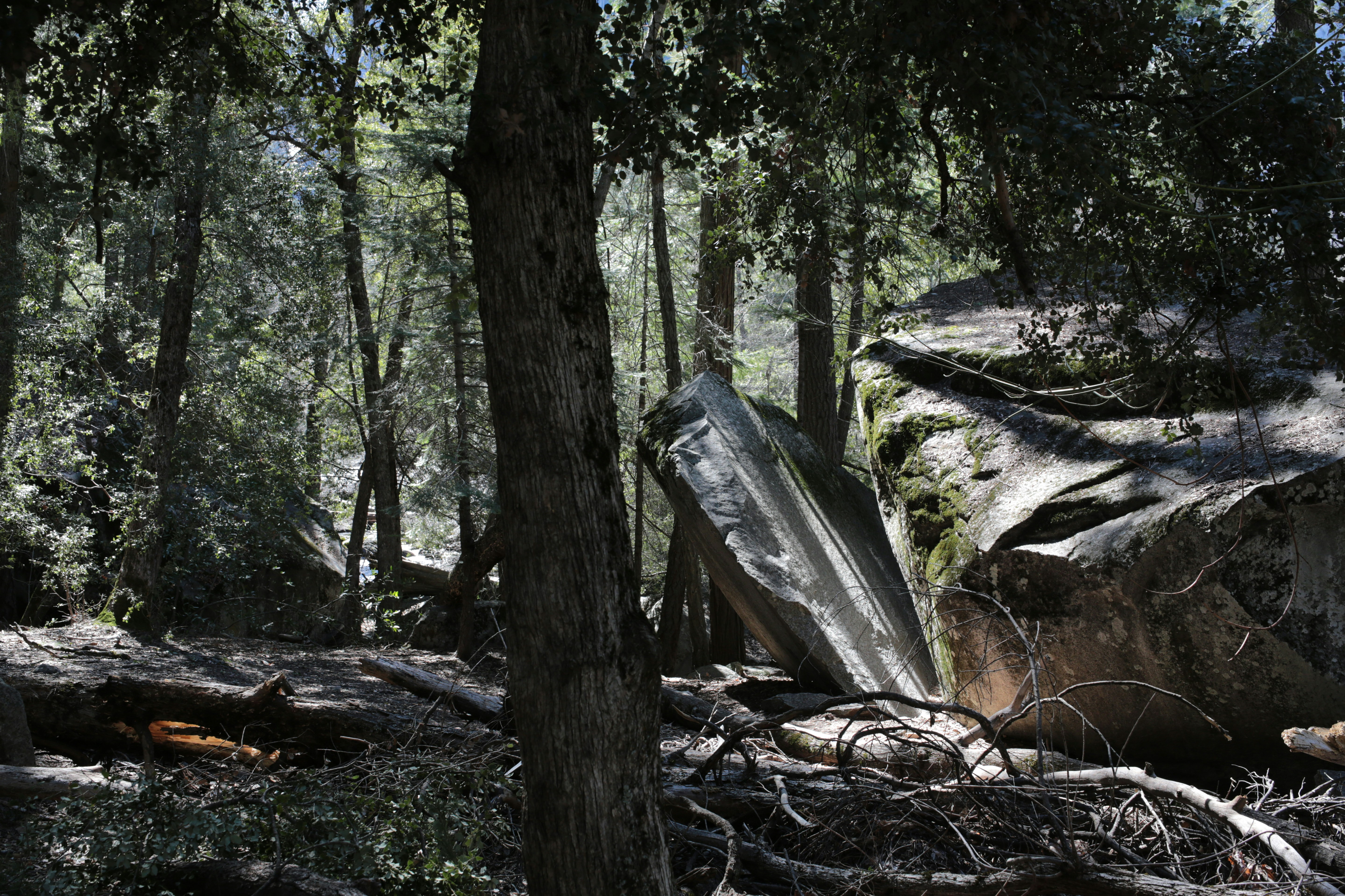 Sunlit Debris and Shelter Amid Dense Pines