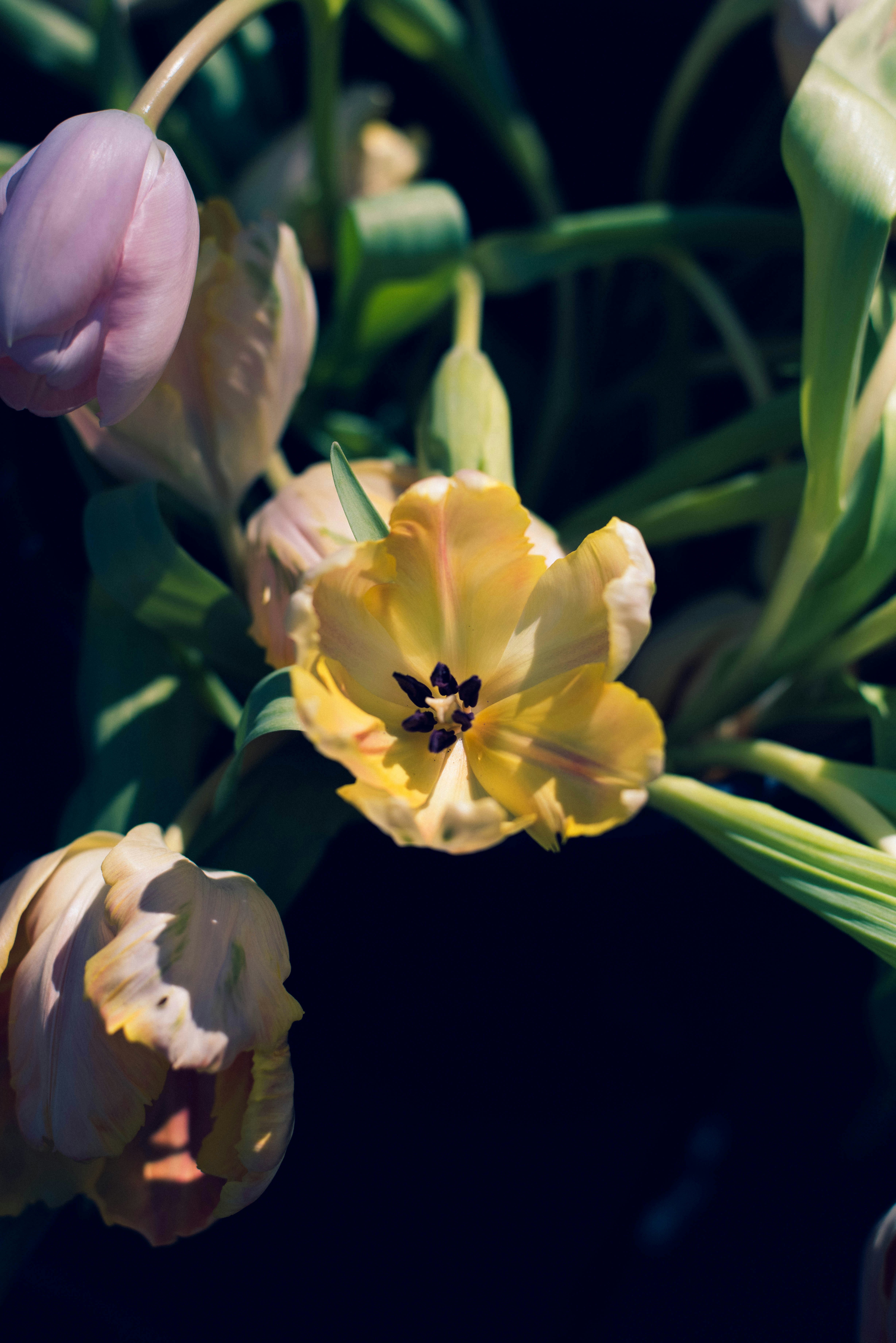 Sunlit Yellow Tulip Amid Dark Backdrop