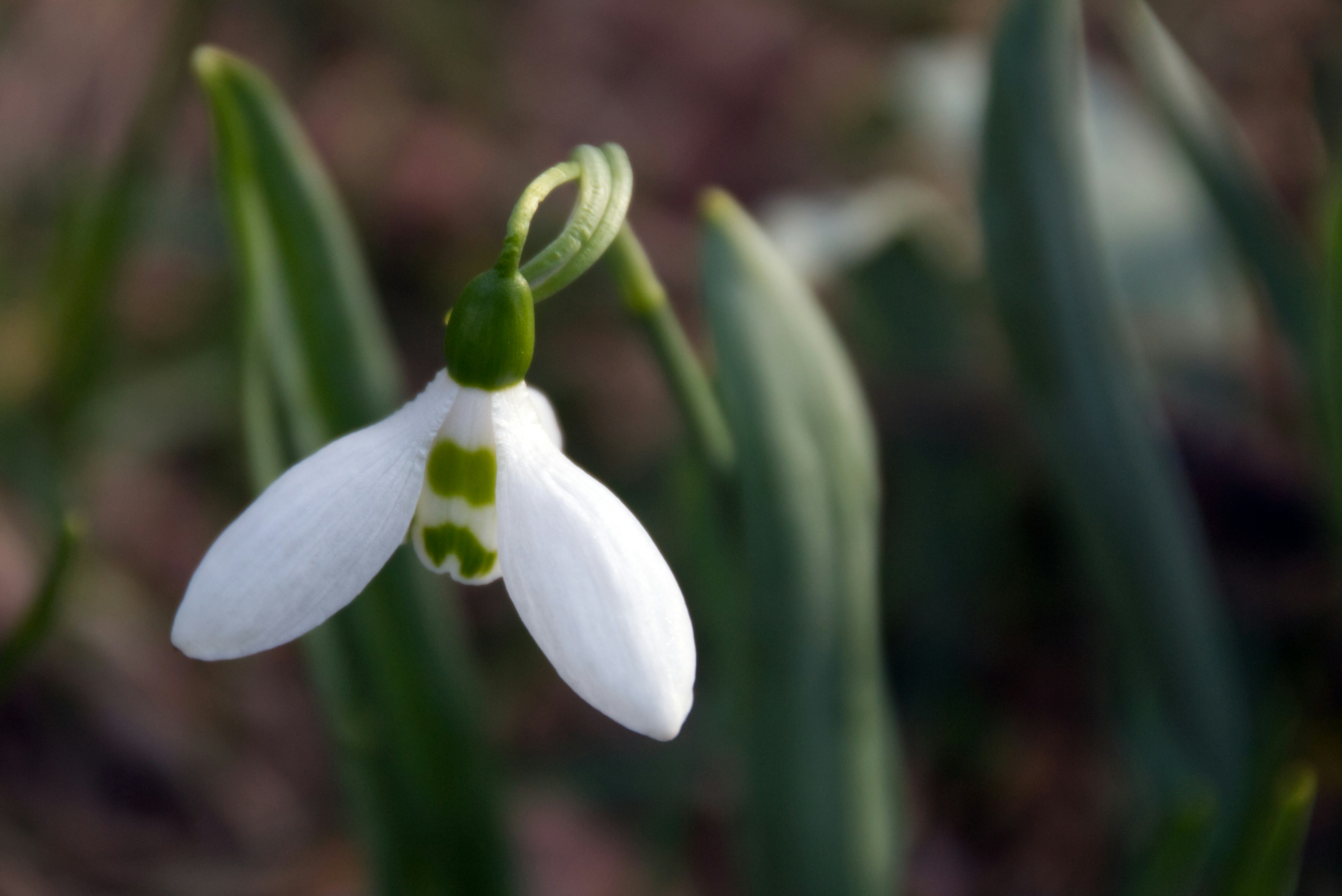 Snowdrop in Focus: A Delicate Petal against Earthy Backdrop