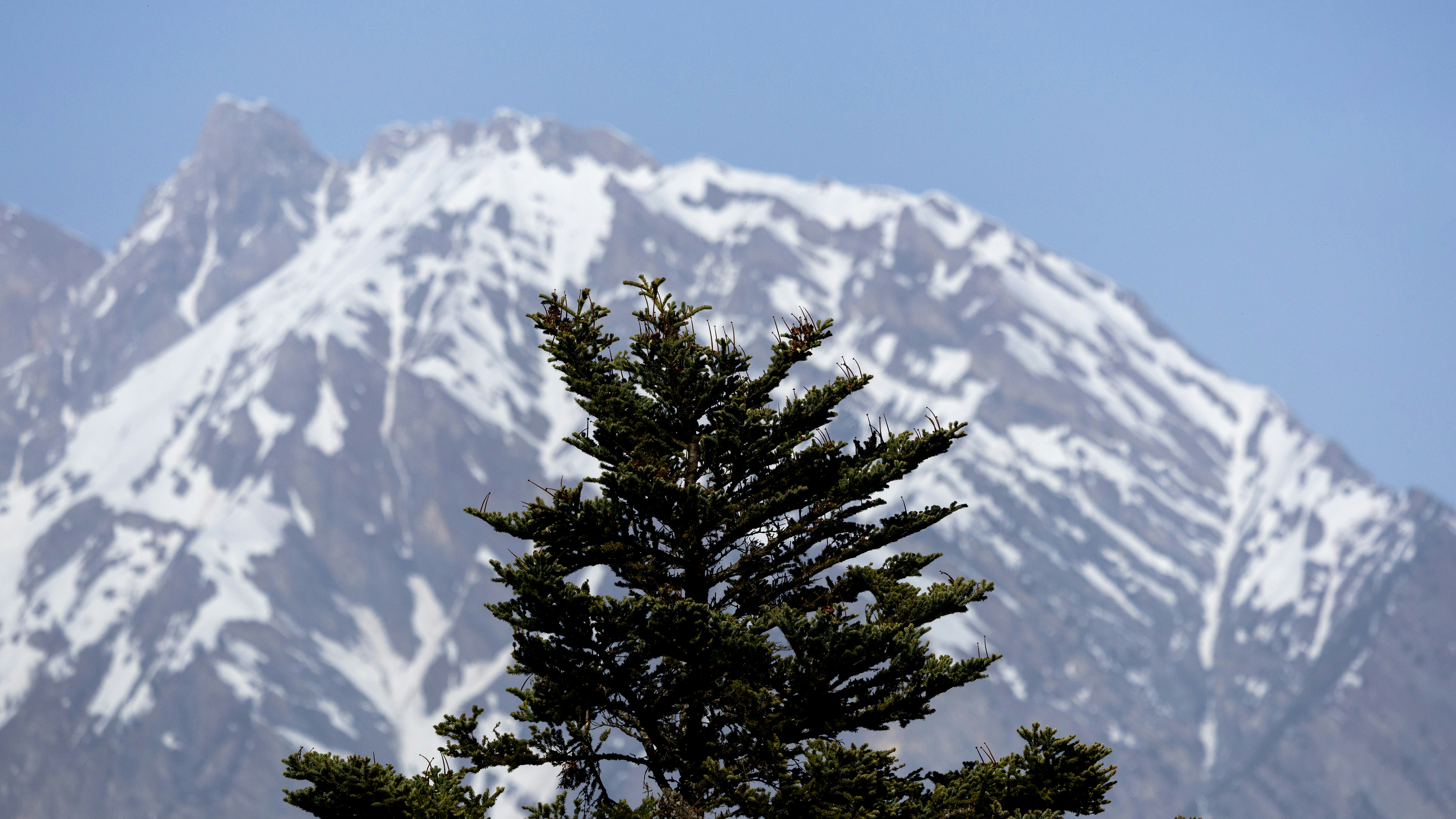 Snow-capped peaks frame a lone evergreen