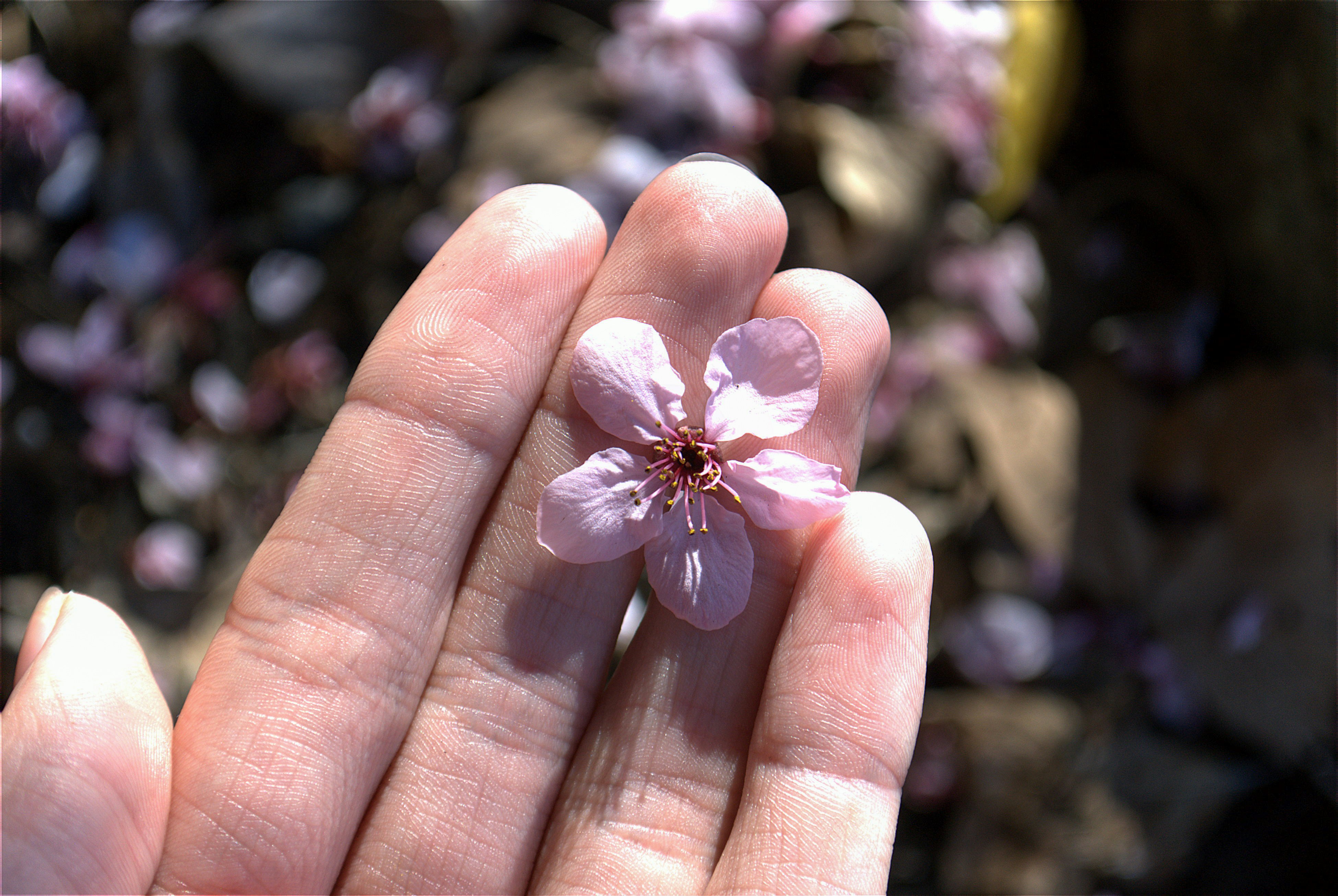 Delicate Sakura Petal Nestled Between Fingers