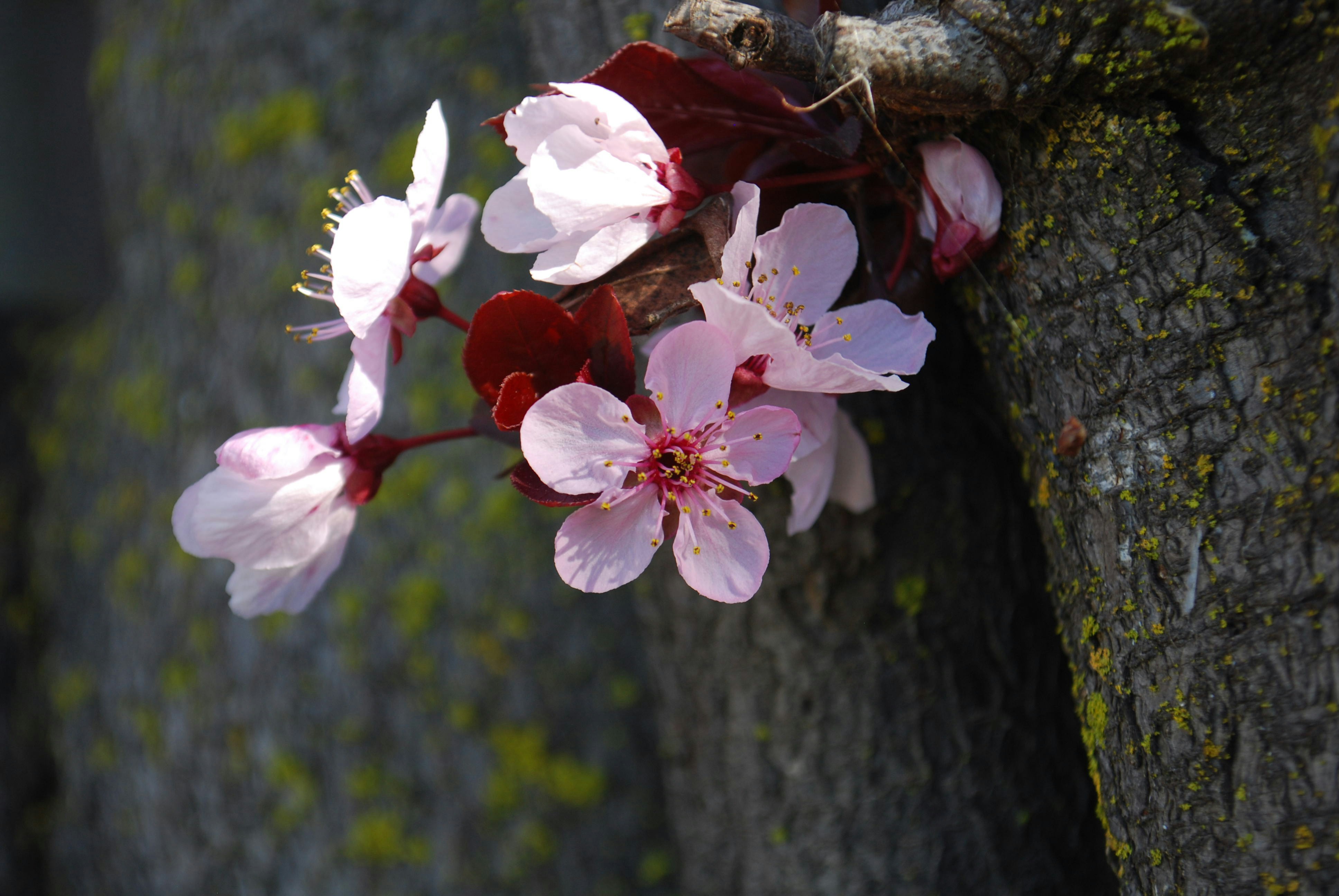 Blossoms in a Quiet Barked Window