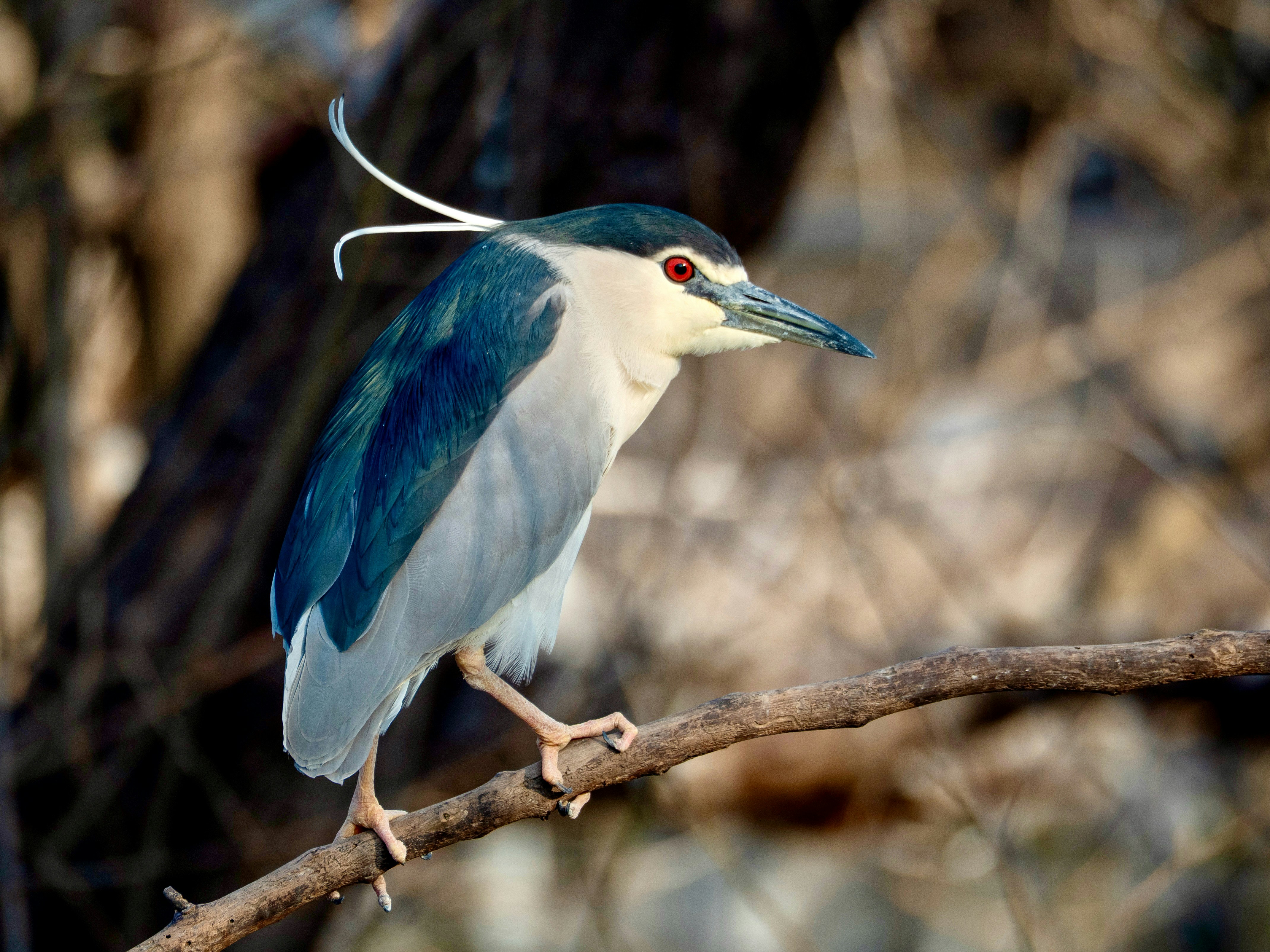 Azure Heron on a Weathered Branch: Focused in Natural Light