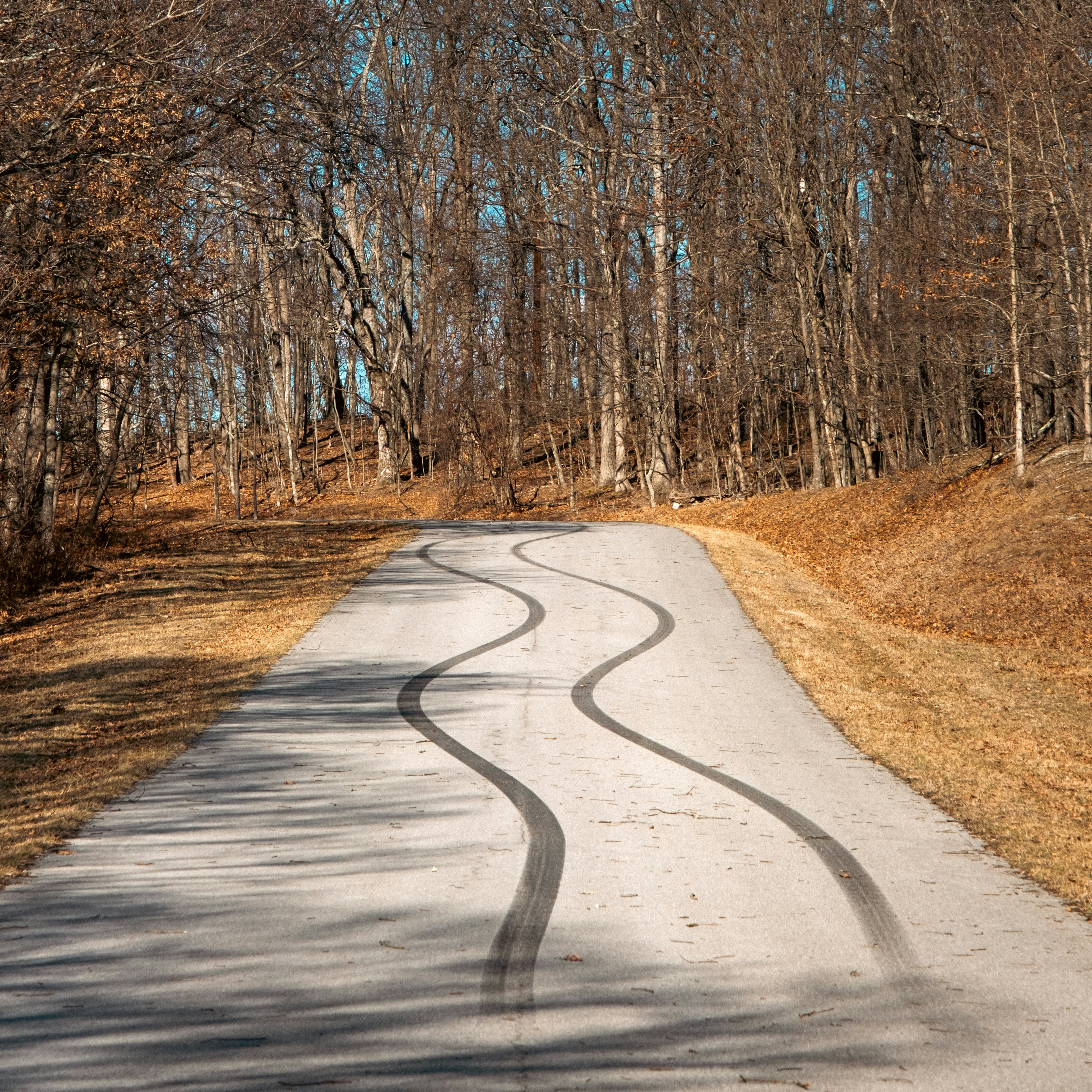 Winding Road Through Quiet Autumn Pines
