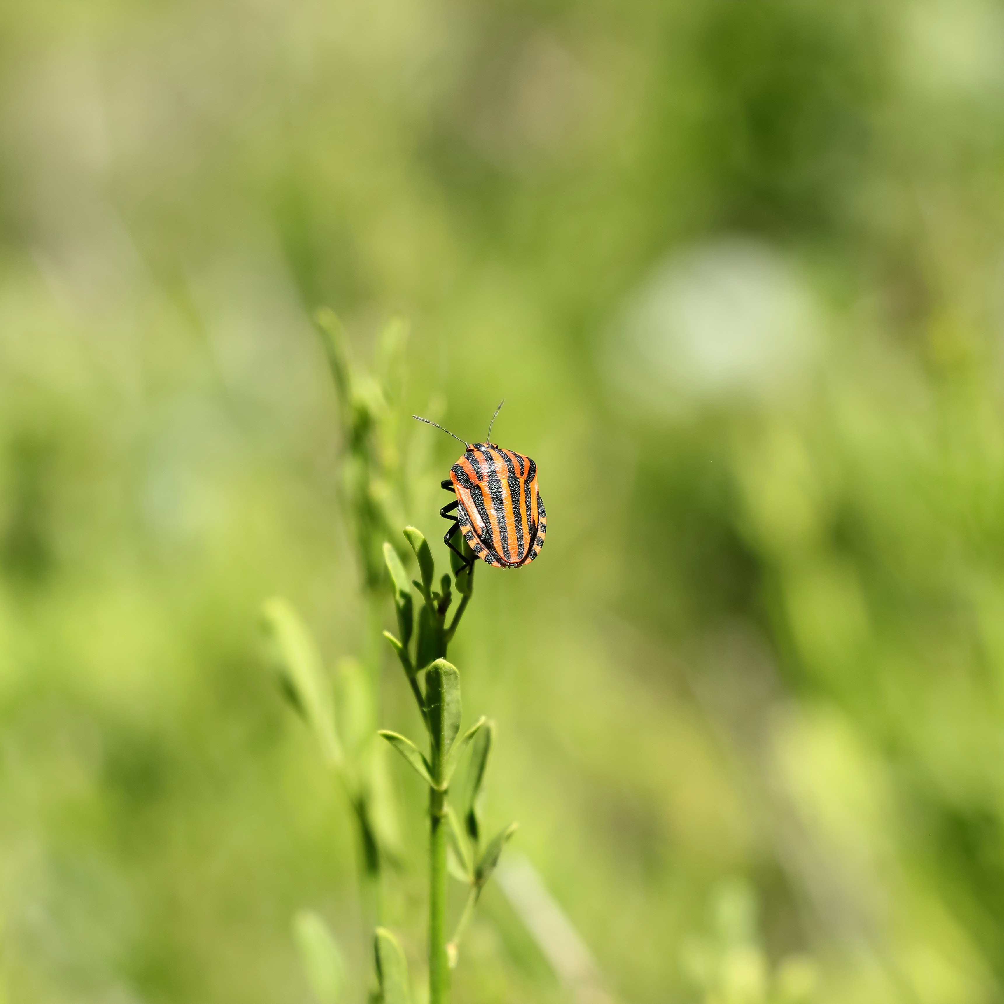 Stripes in Focus: A solitary shieldbug on a slender stalk