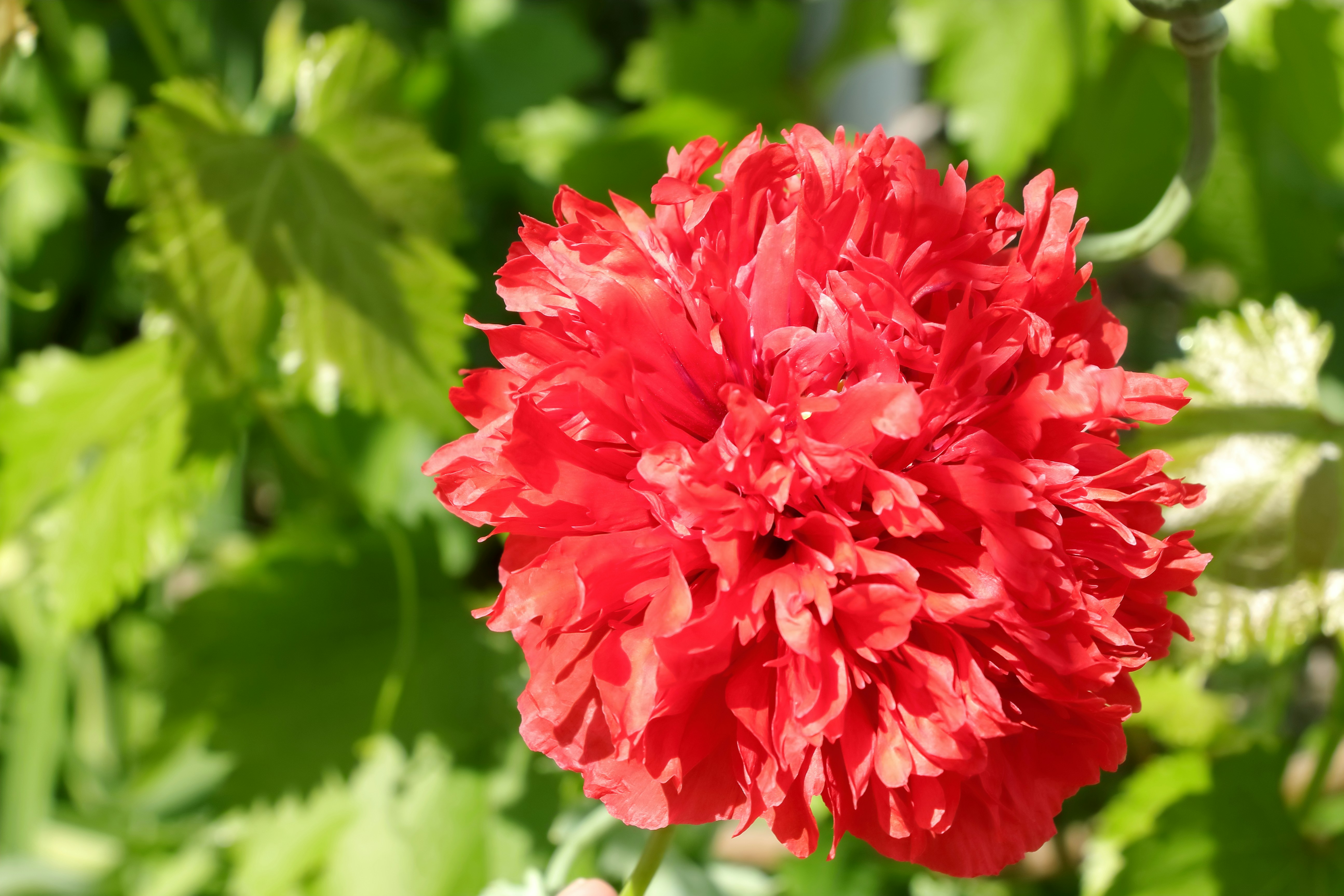 Crimson Bloom in Sunlit Foliage