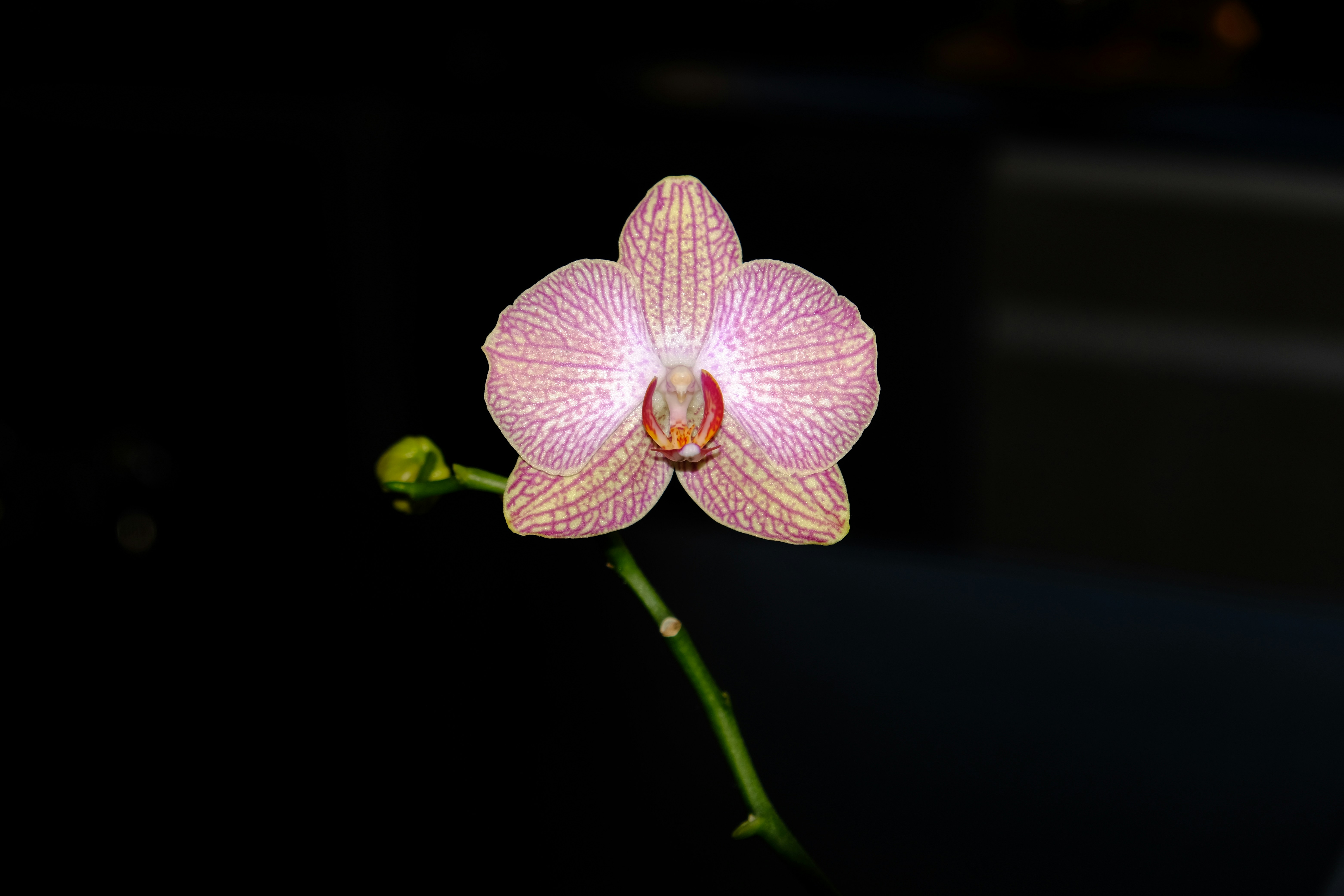 Pink Orchid in Focus: A Lone Bloom Against Darkness