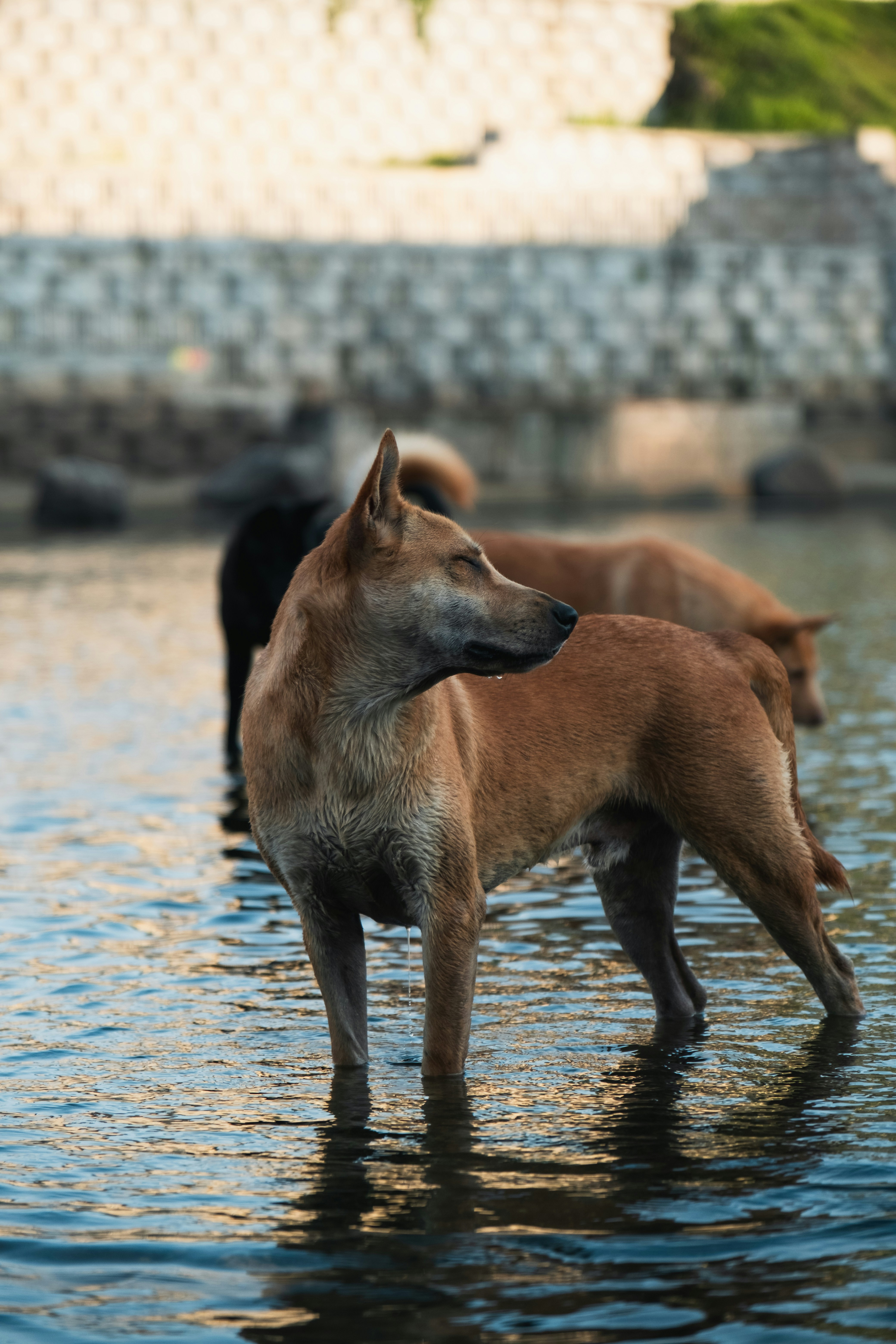 Water-Hesitant Sentinel: A Phoebe-toned Shepherd among Shimmering Steps