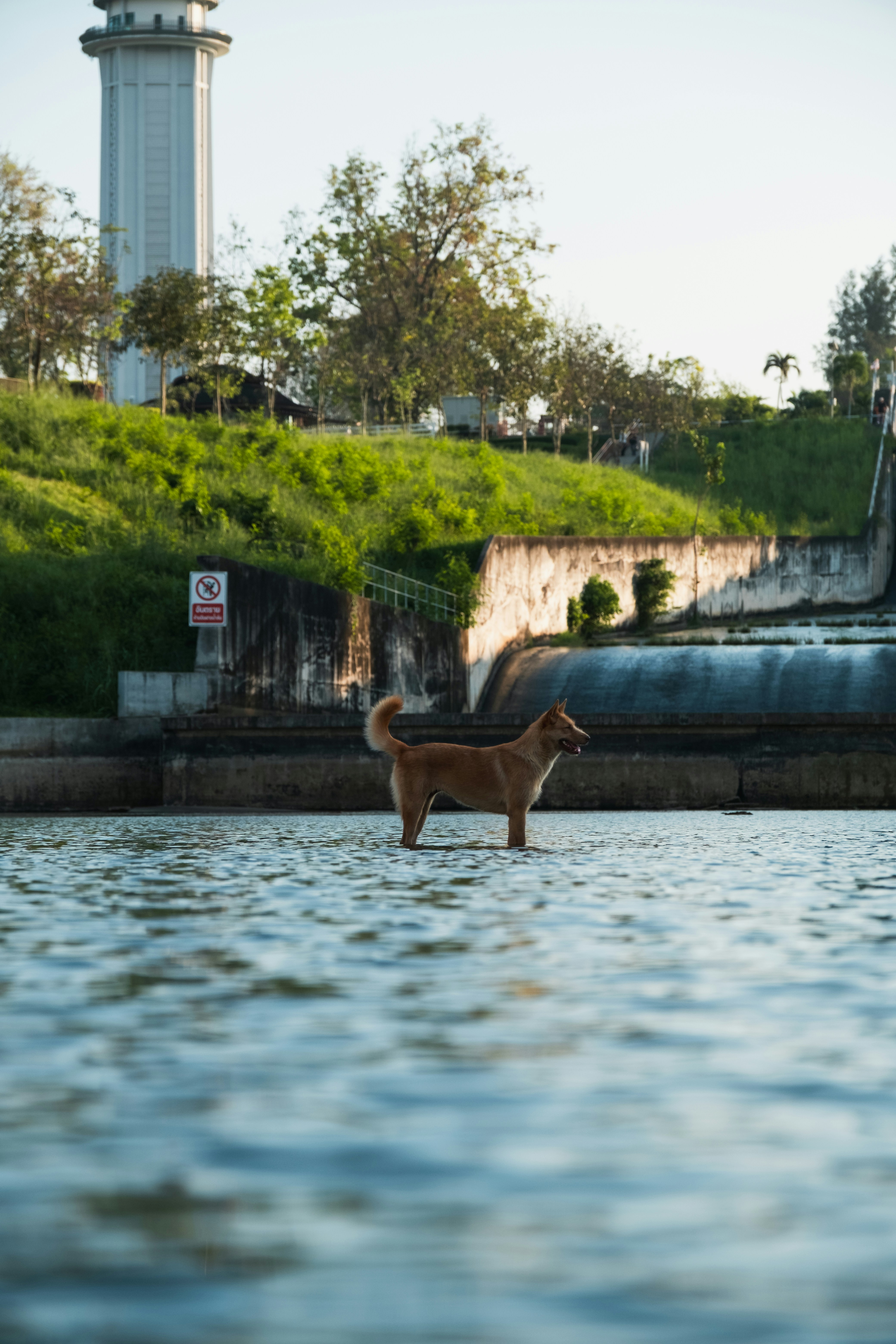 Canal Harbor Dog: Sunlit Wanderer Stands in Shallow Water