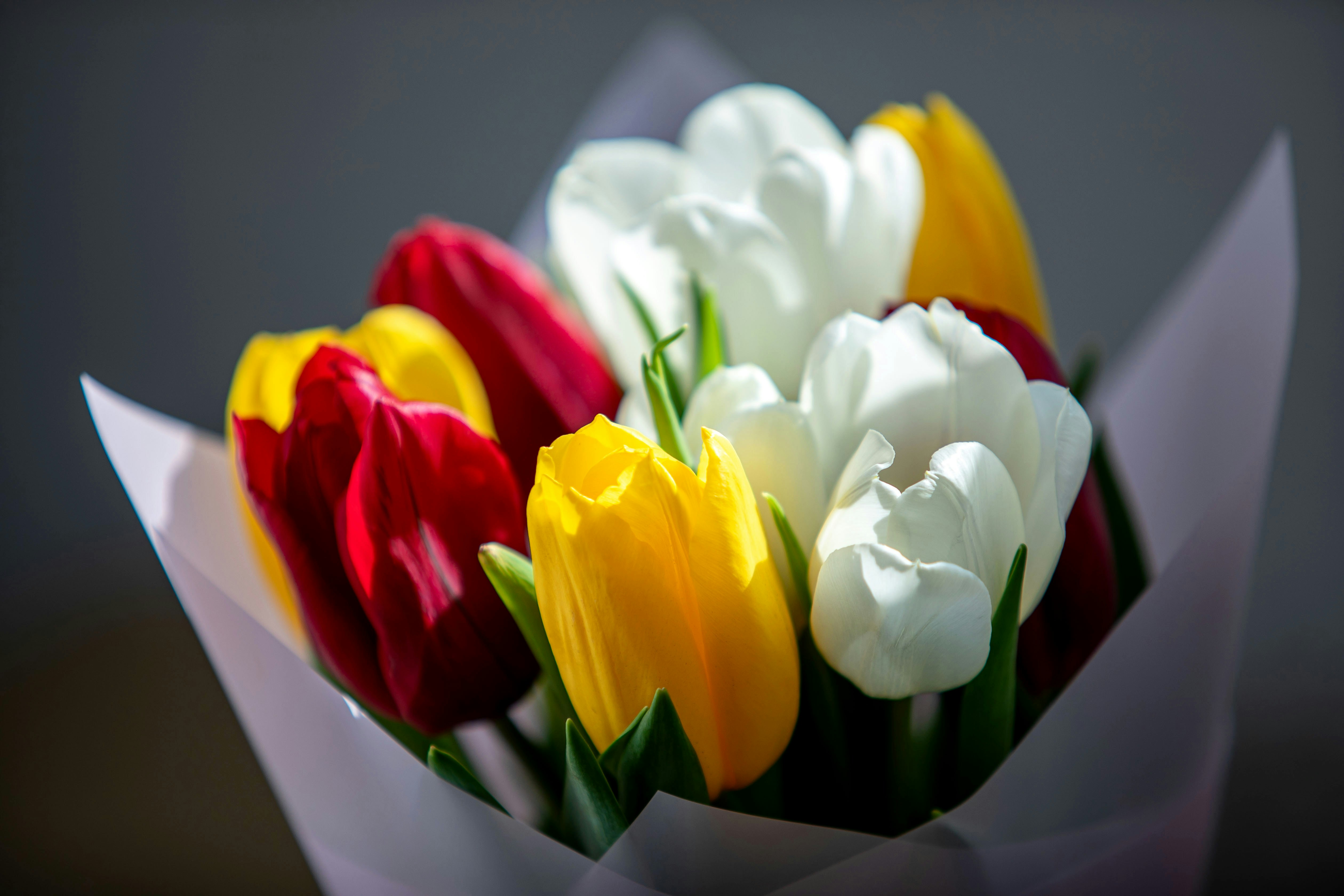 Vibrant Tulip Bouquet in Soft Backlight