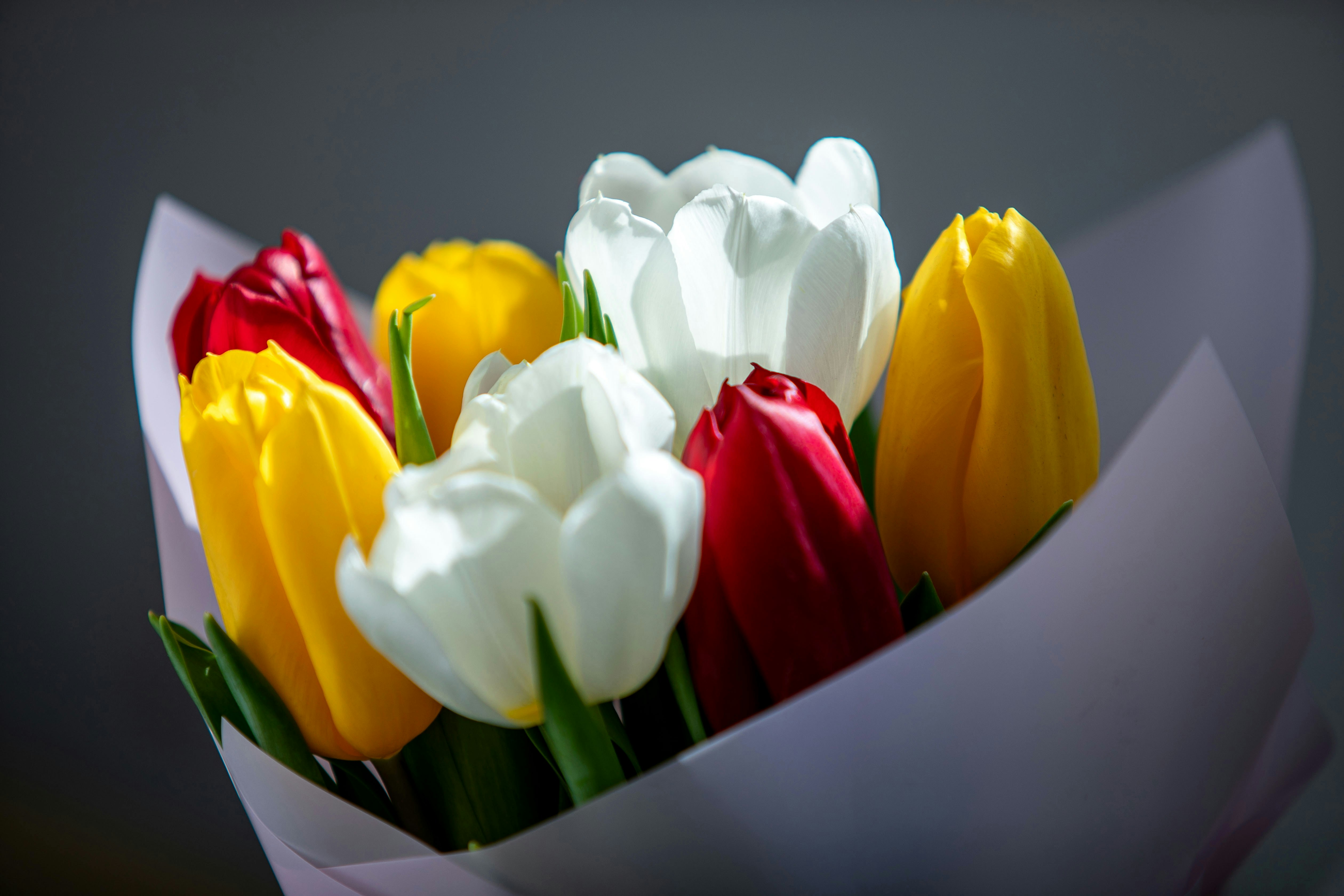 Bouquet of Spring Tulips in Soft Focus Wrap