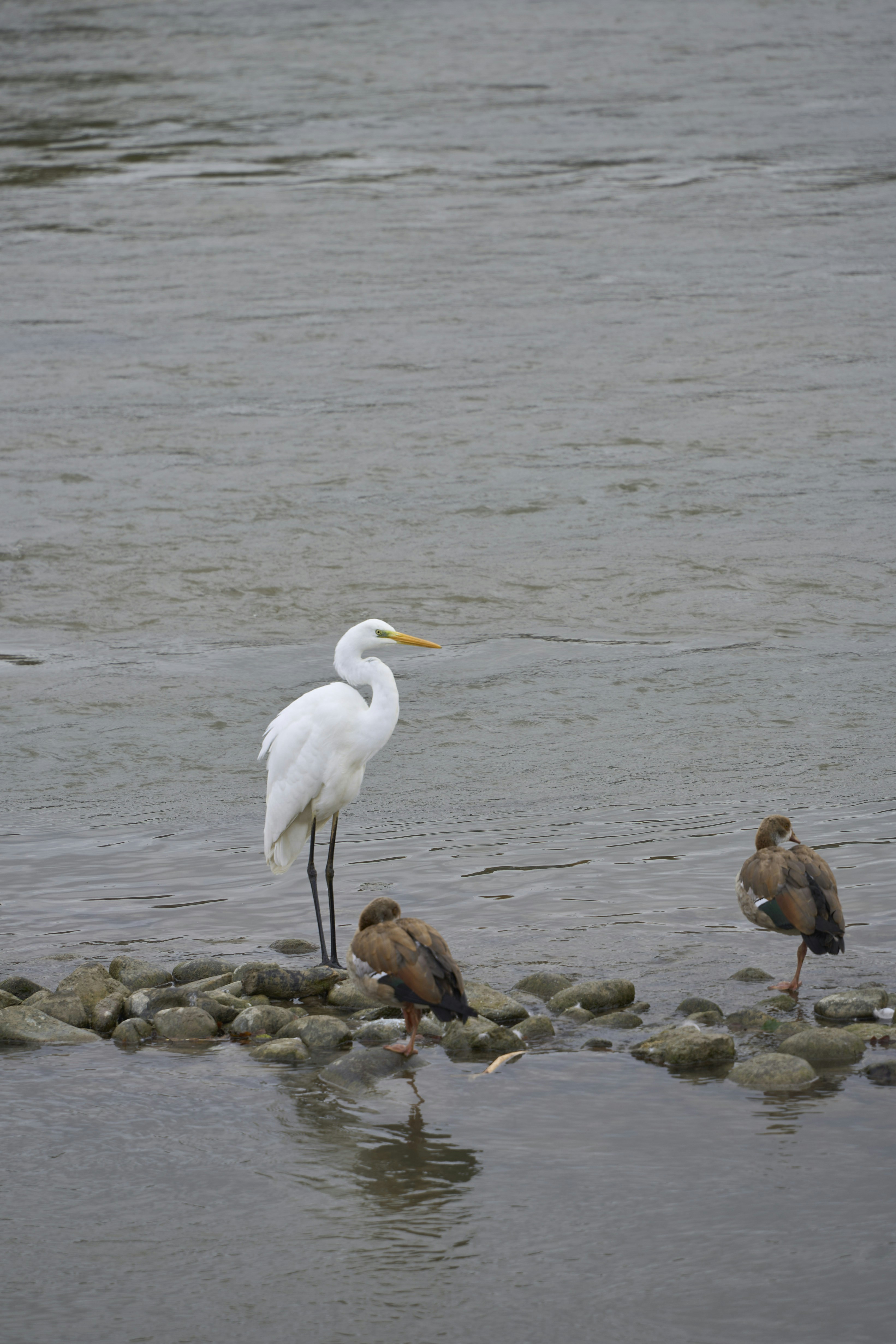 A white heron stands on rocks at the shore with two brown birds nearby, calm water behind them, captured with natural daylight. This photograph focuses on wildlife behavior by the water's edge.
