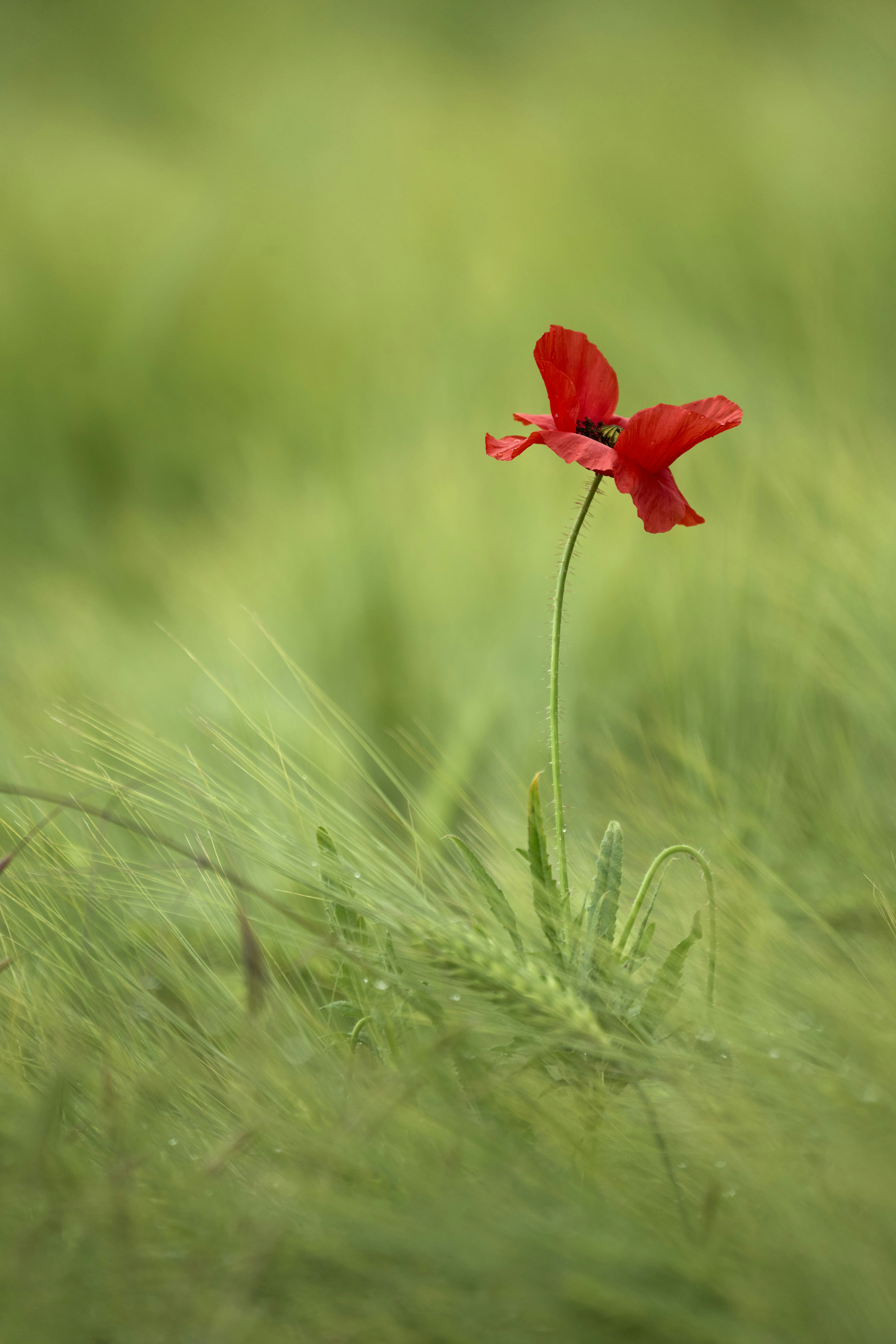 Scarlet Petal Rising from Emerald Blades