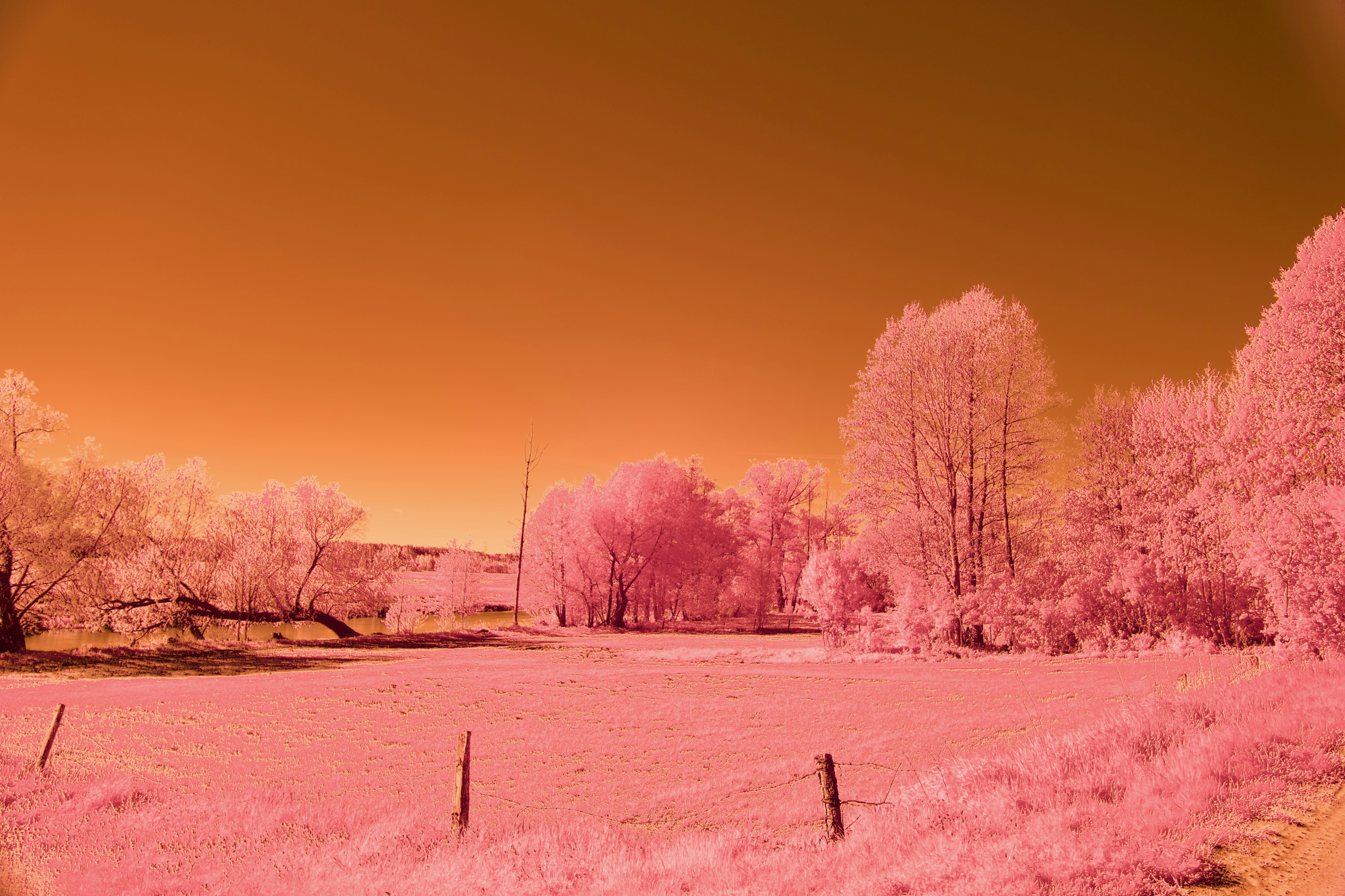 Warmth and horizon: a pink-tinted rural field under a fiery sky