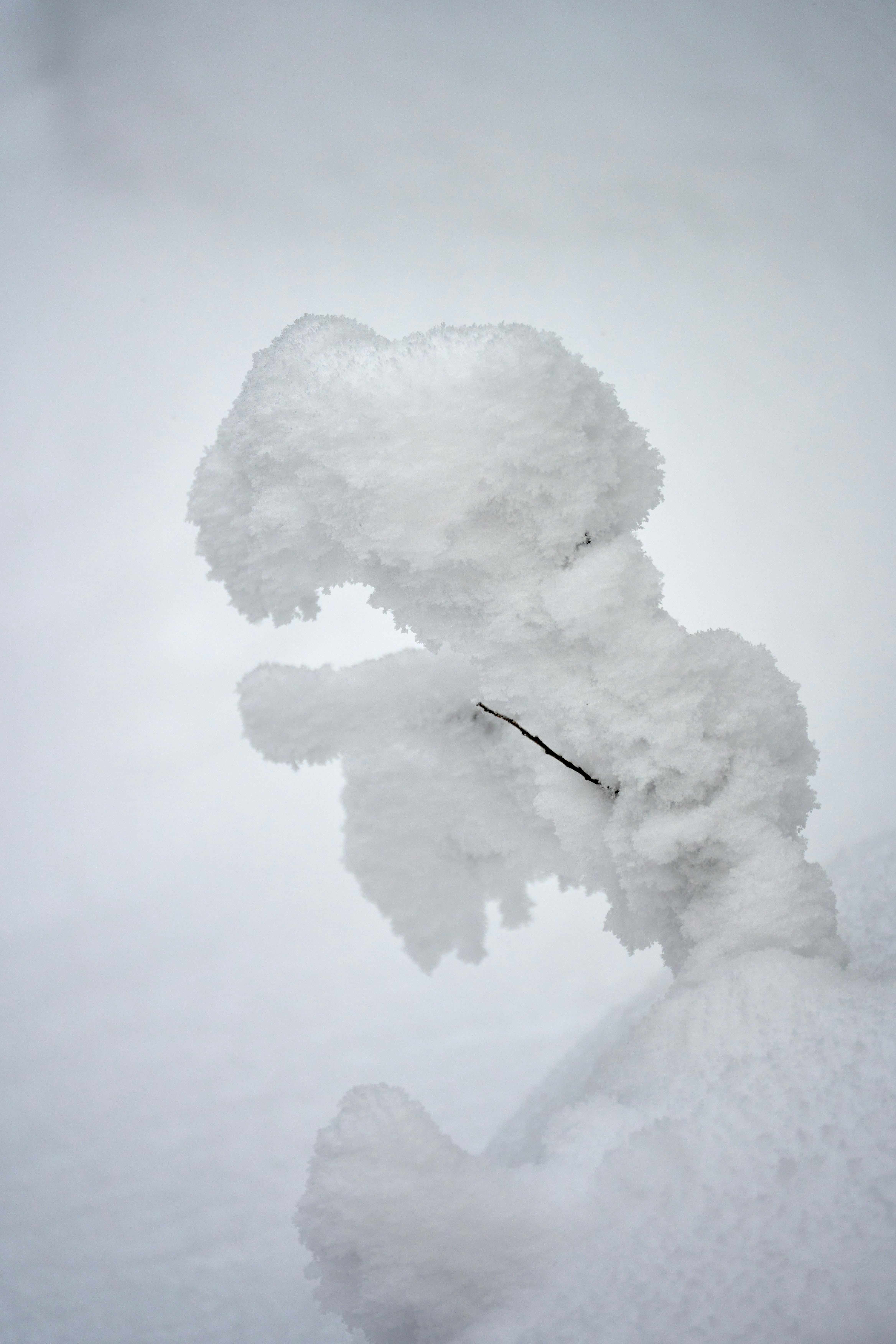 Snow Sculpted Gaze: A Branch Buried in White Silence