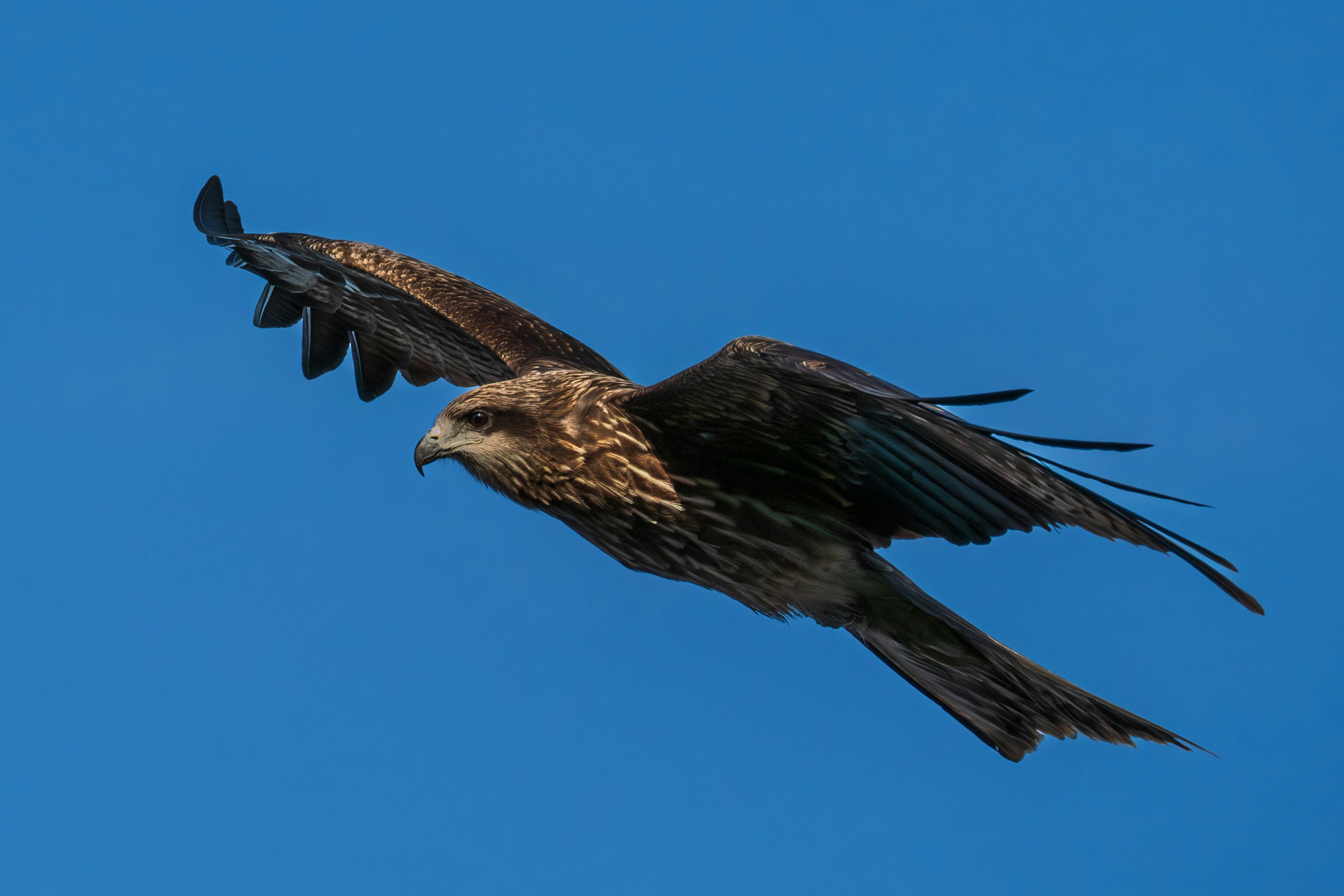Soaring Raptor: A Beard of Brown and Blue Sky