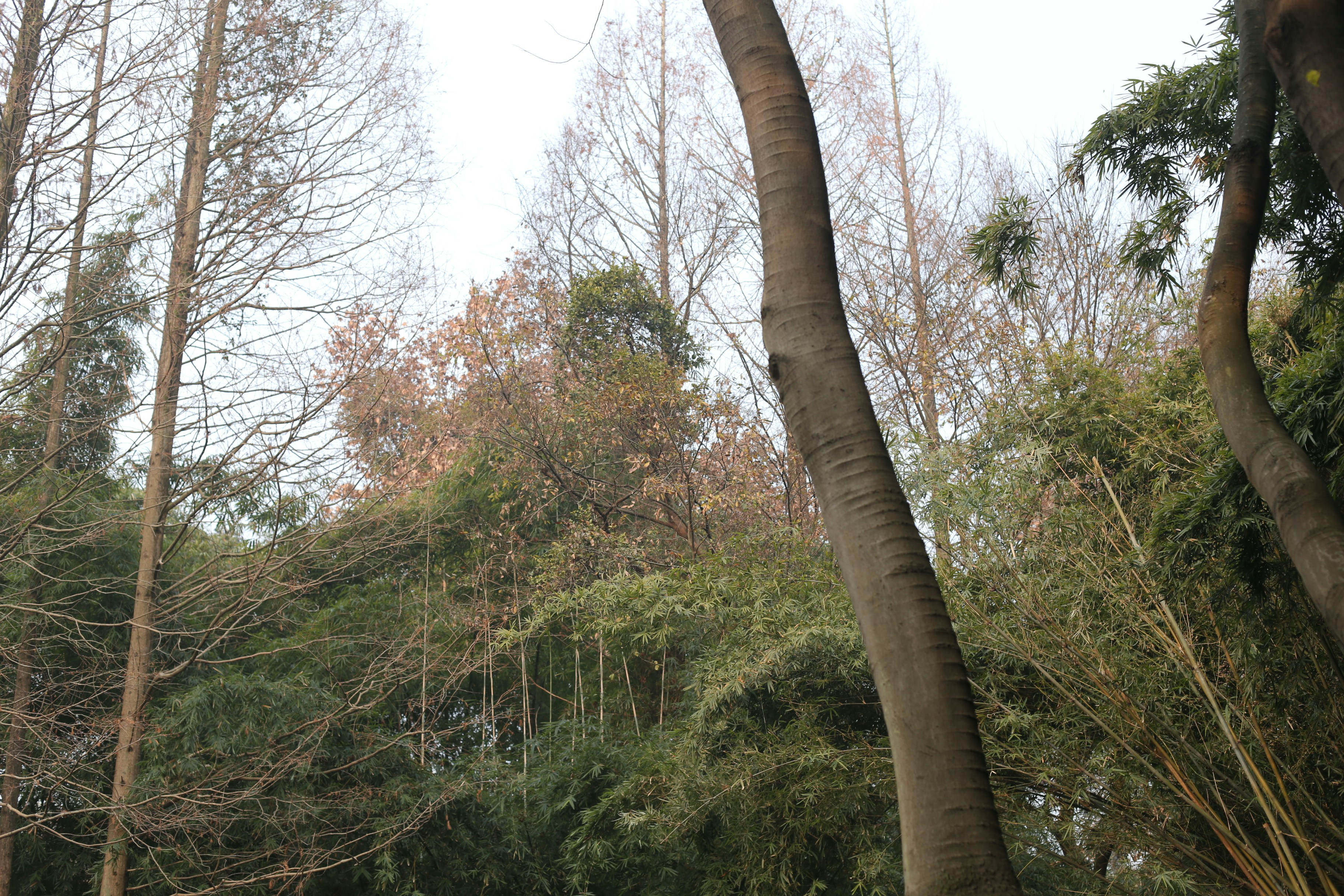 Treeline Whisper: Quiet Canopy against a pale sky