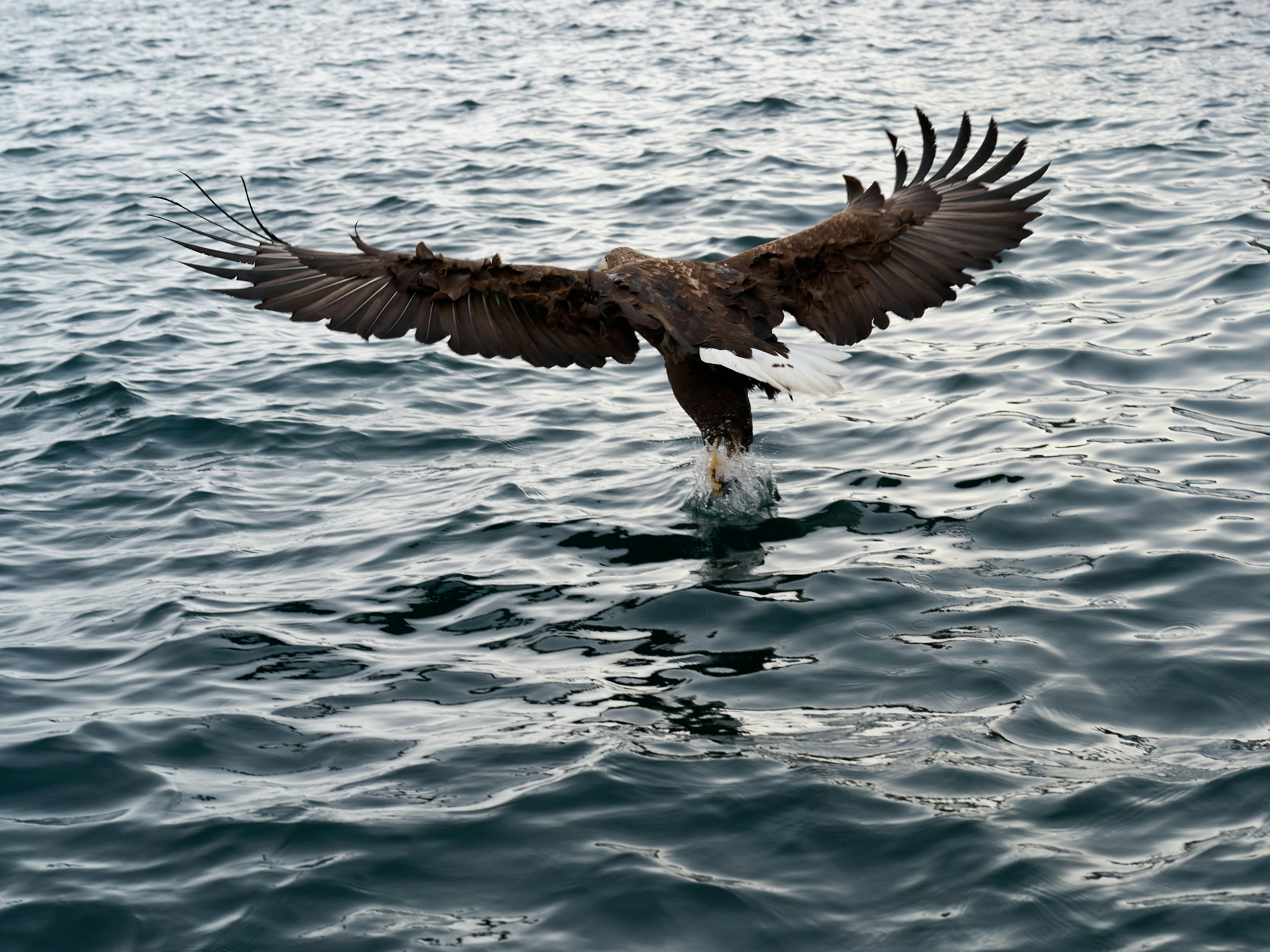 Eagle Takes Flight: Wings Spread Over a Wind-ruffled Sea