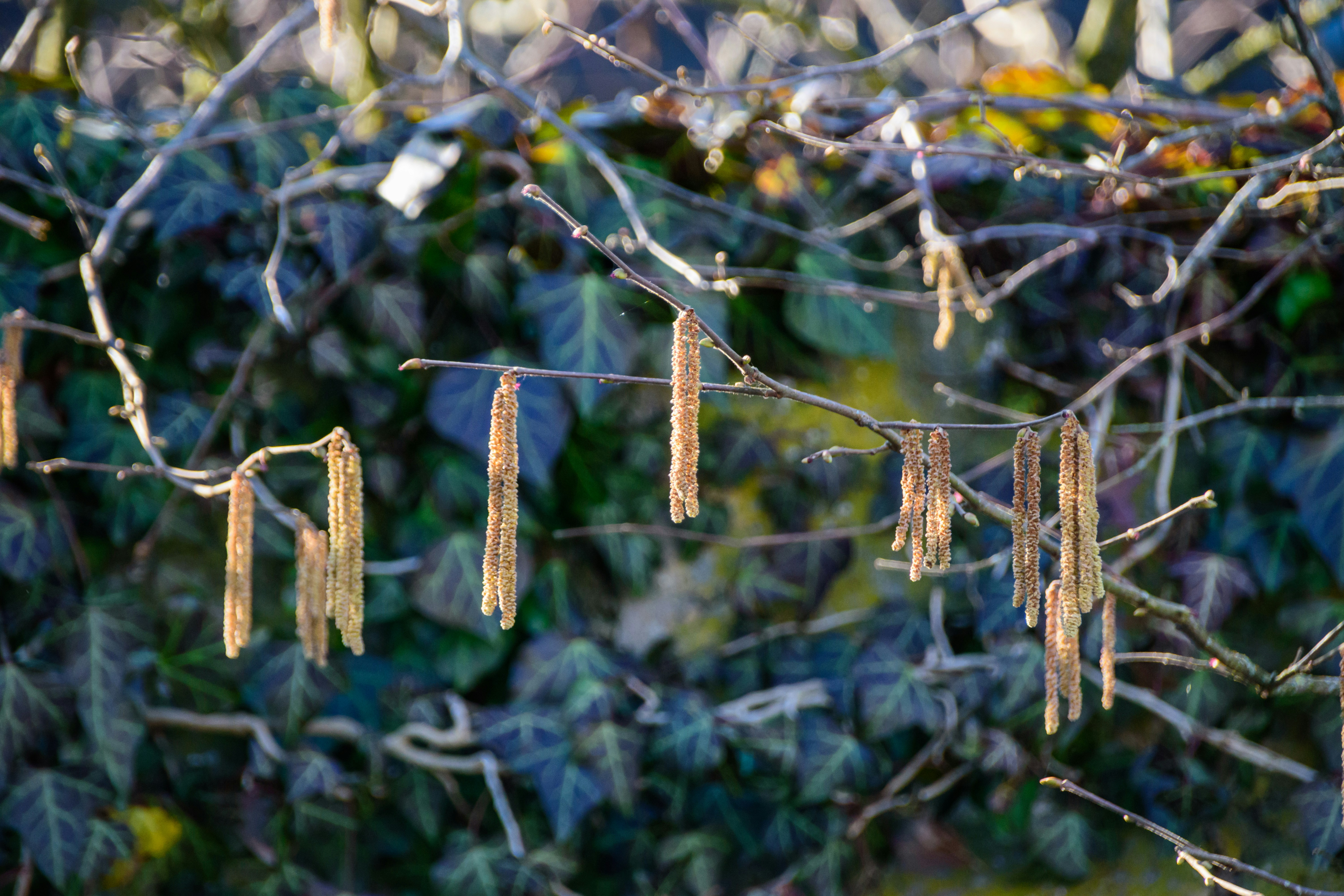 Winter Catkins Dangling Along a Quiet Branch