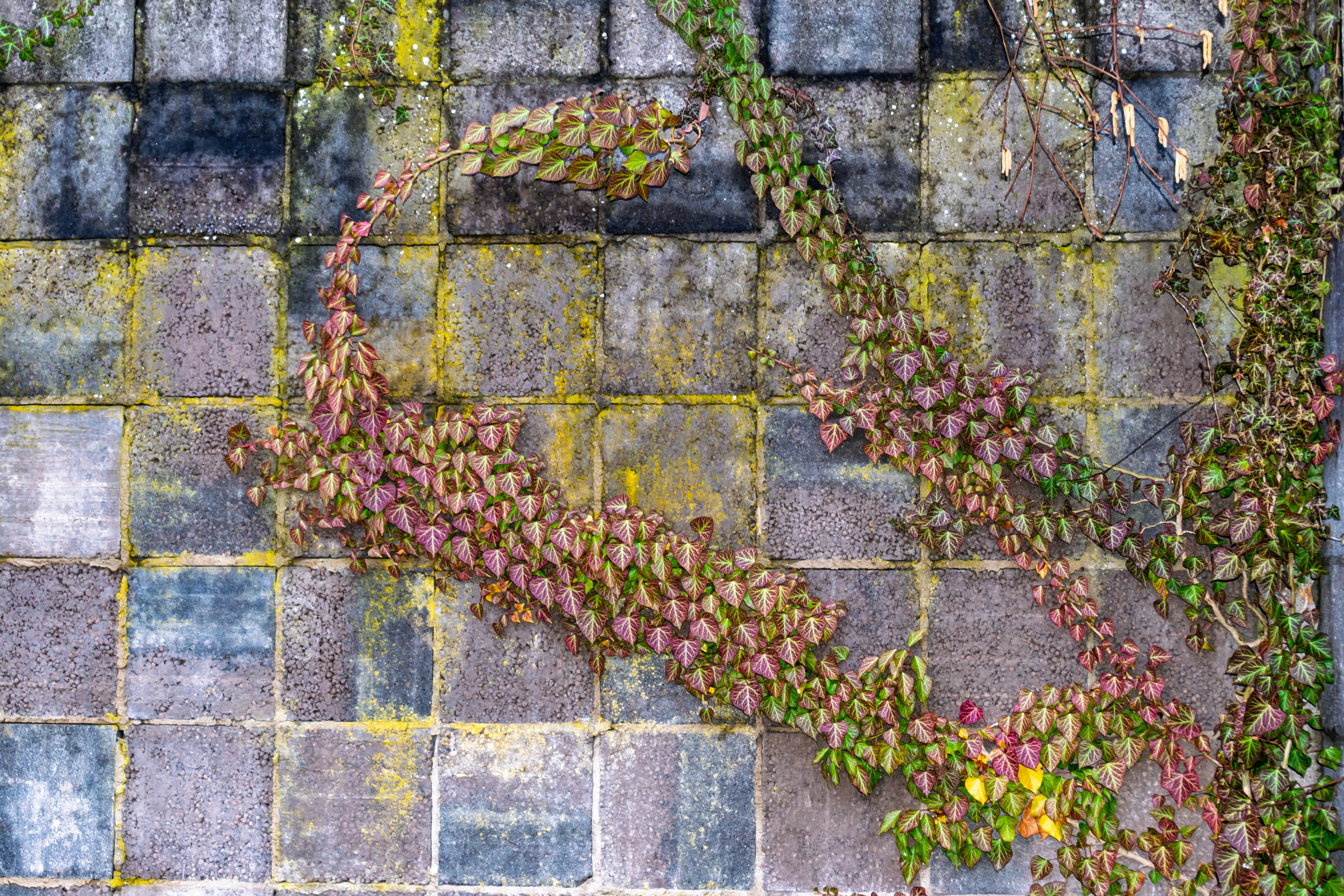 Trailing Vines Across Weathered Tile Wall