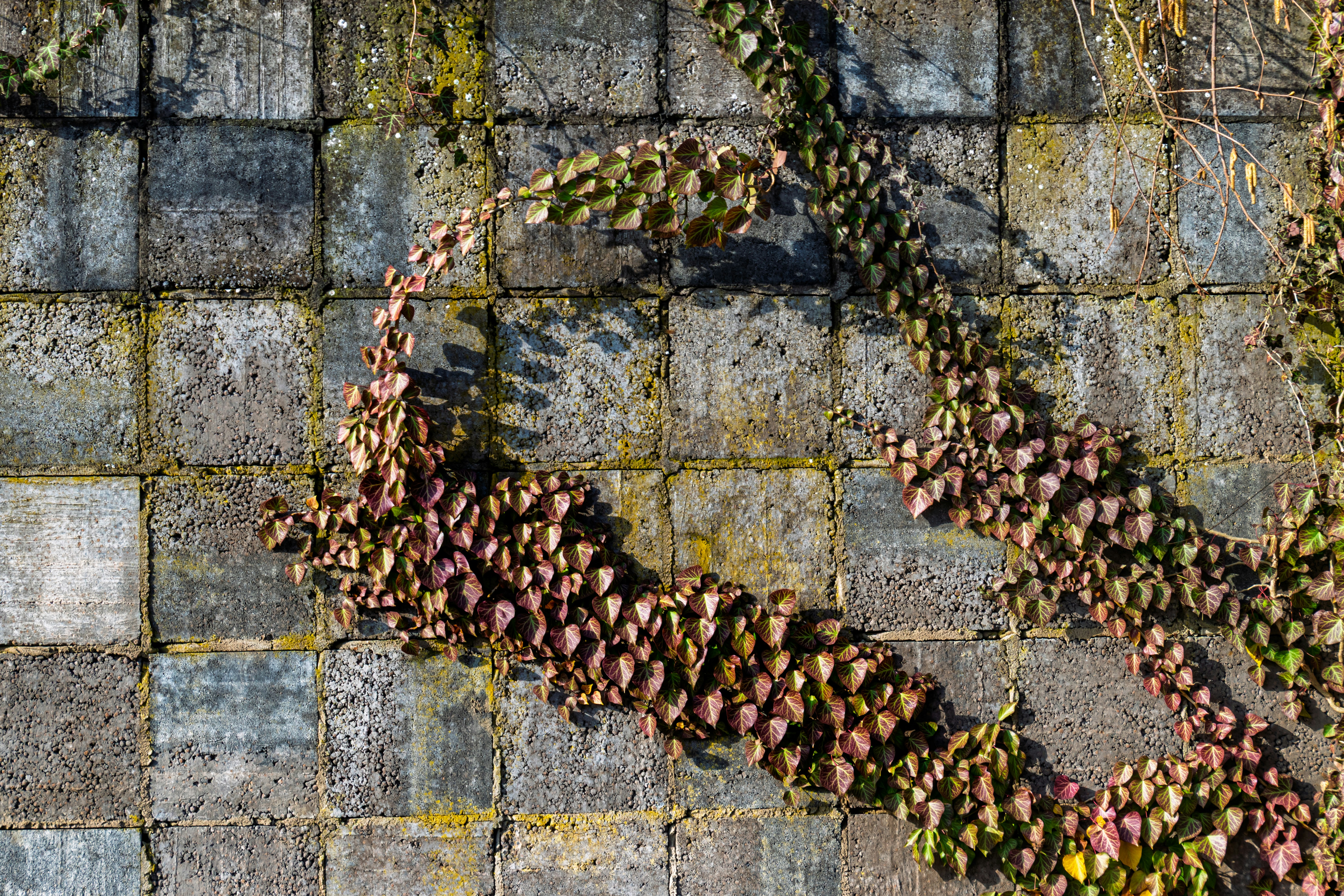 Trailing ivy serpents across weathered tiles