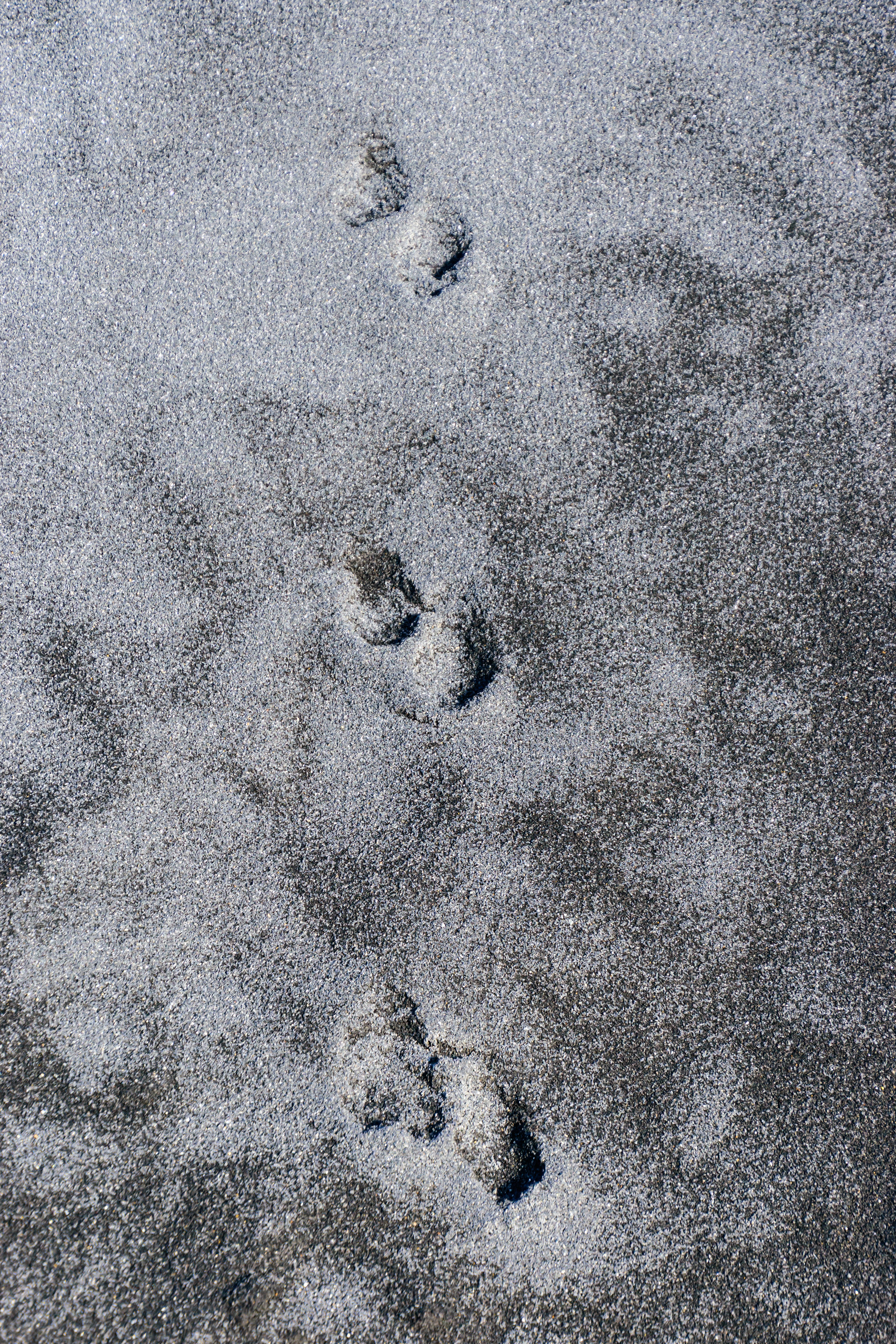 Footprints in fresh snow: a quiet, left-to-right trail