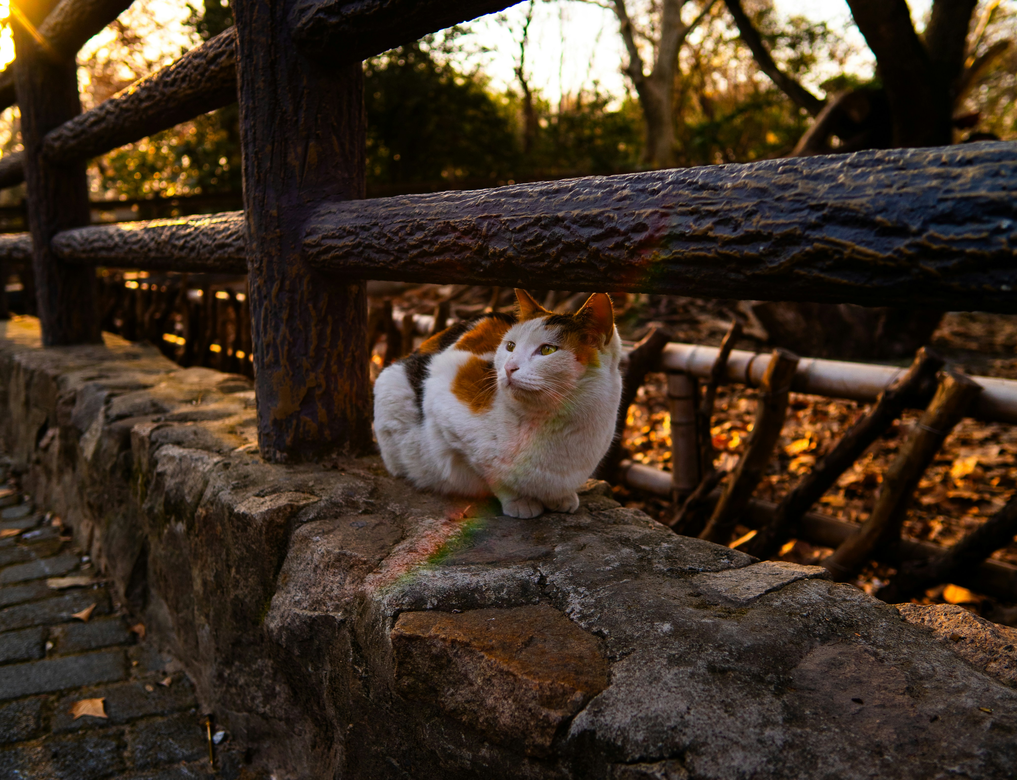 Sunlit Feline Overlook: A Cat Pauses by a Rustic Park Rail