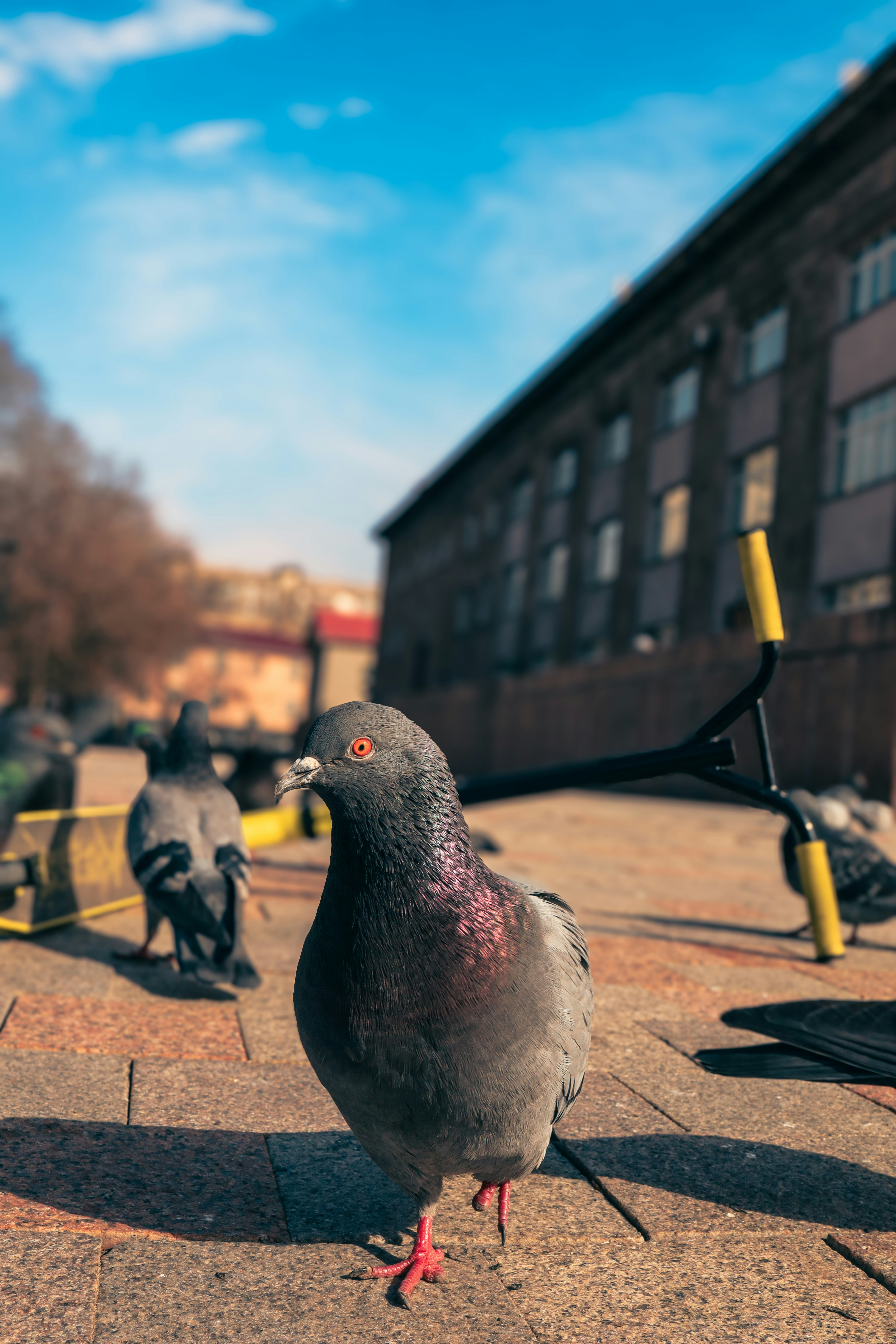 Pigeon at the Edge of the Sunlit Plaza